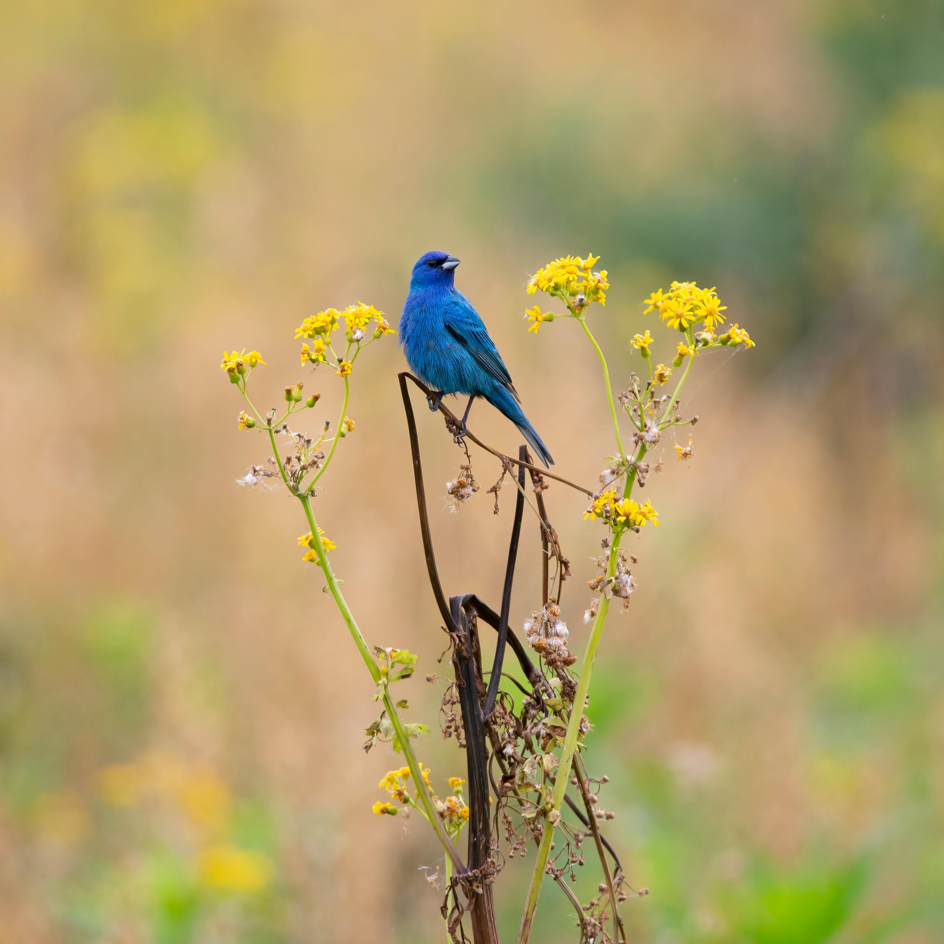 Indigo Bunting Photos, Download The BEST Free Indigo Bunting Stock ...