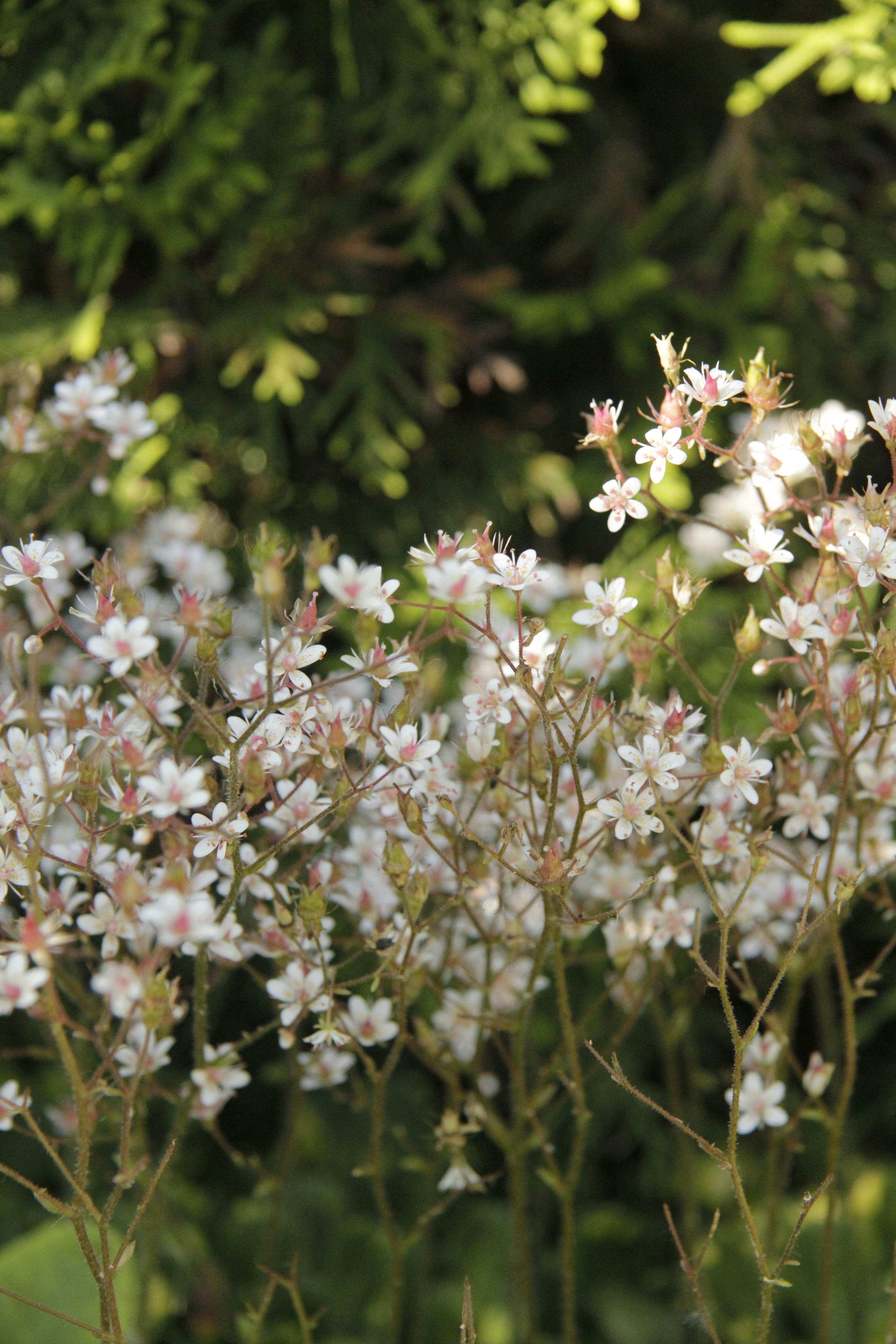 White Flowers of Pyramidal Saxifrage · Free Stock Photo