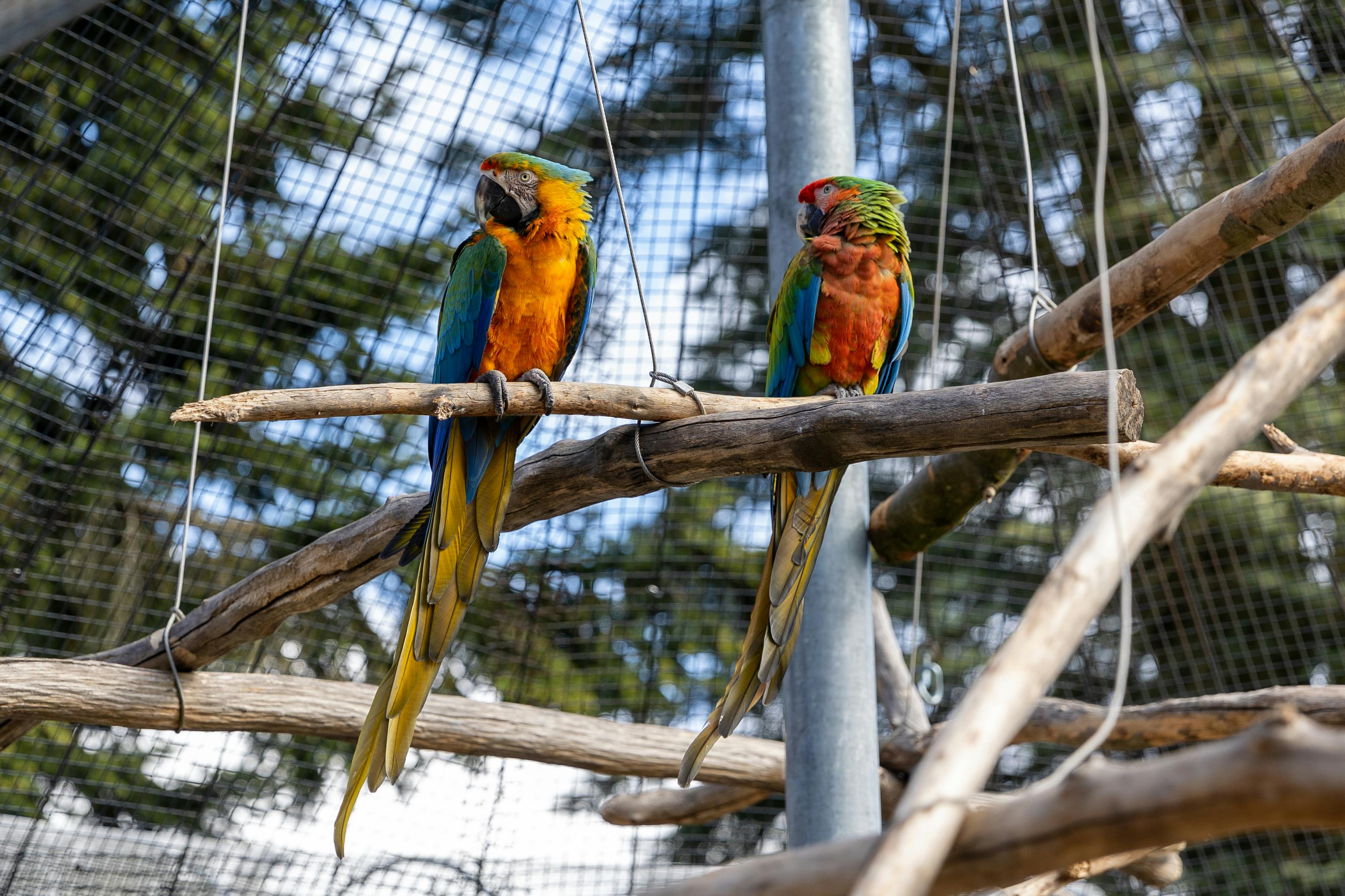 Close-Up Shot of Two Macaws in the Cage · Free Stock Photo