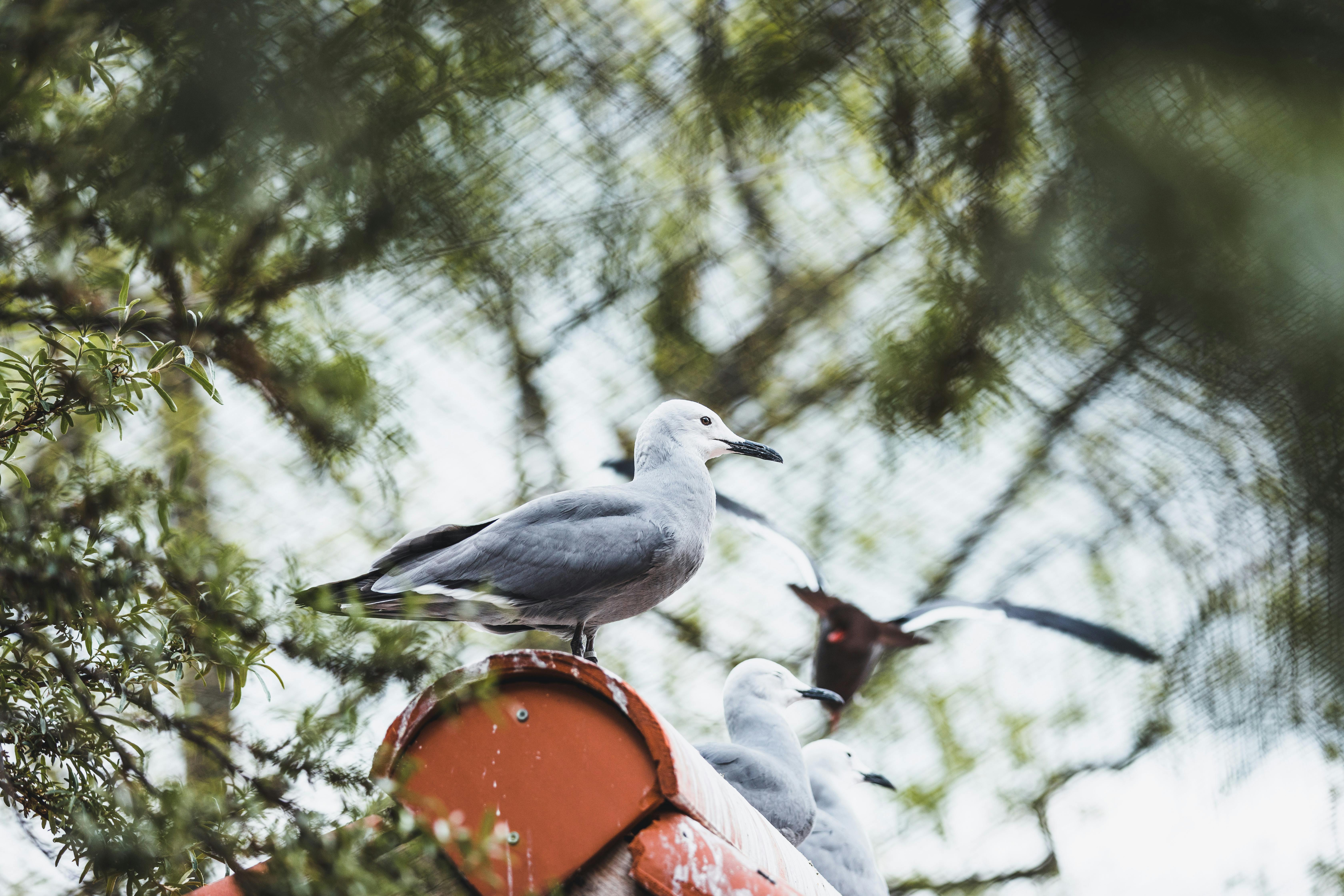 Free Multiple Birds Photos, Download The BEST Free Free Multiple Birds ...