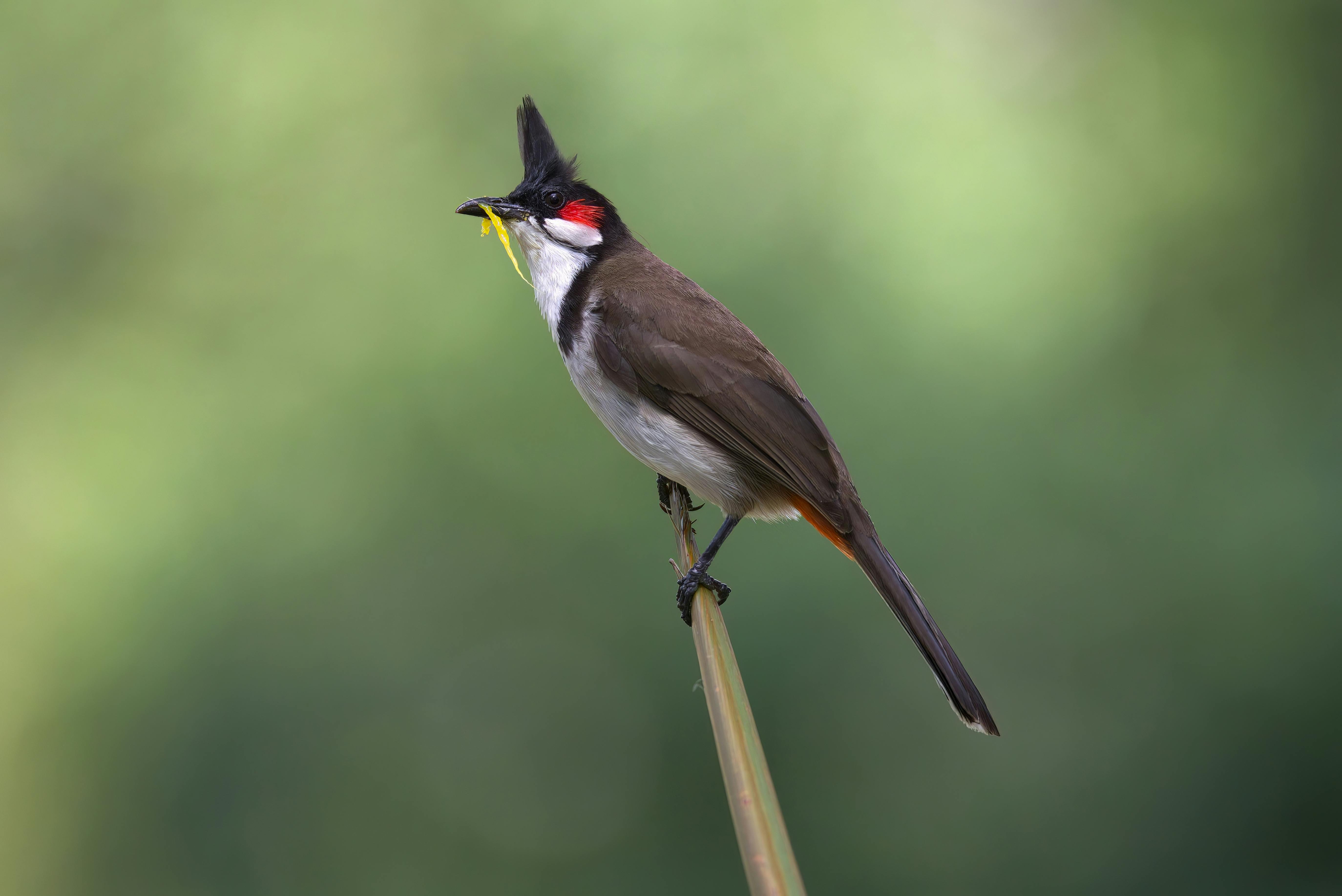 Close up of Red Whiskered Bulbuls Perched on a Branch · Free Stock Photo