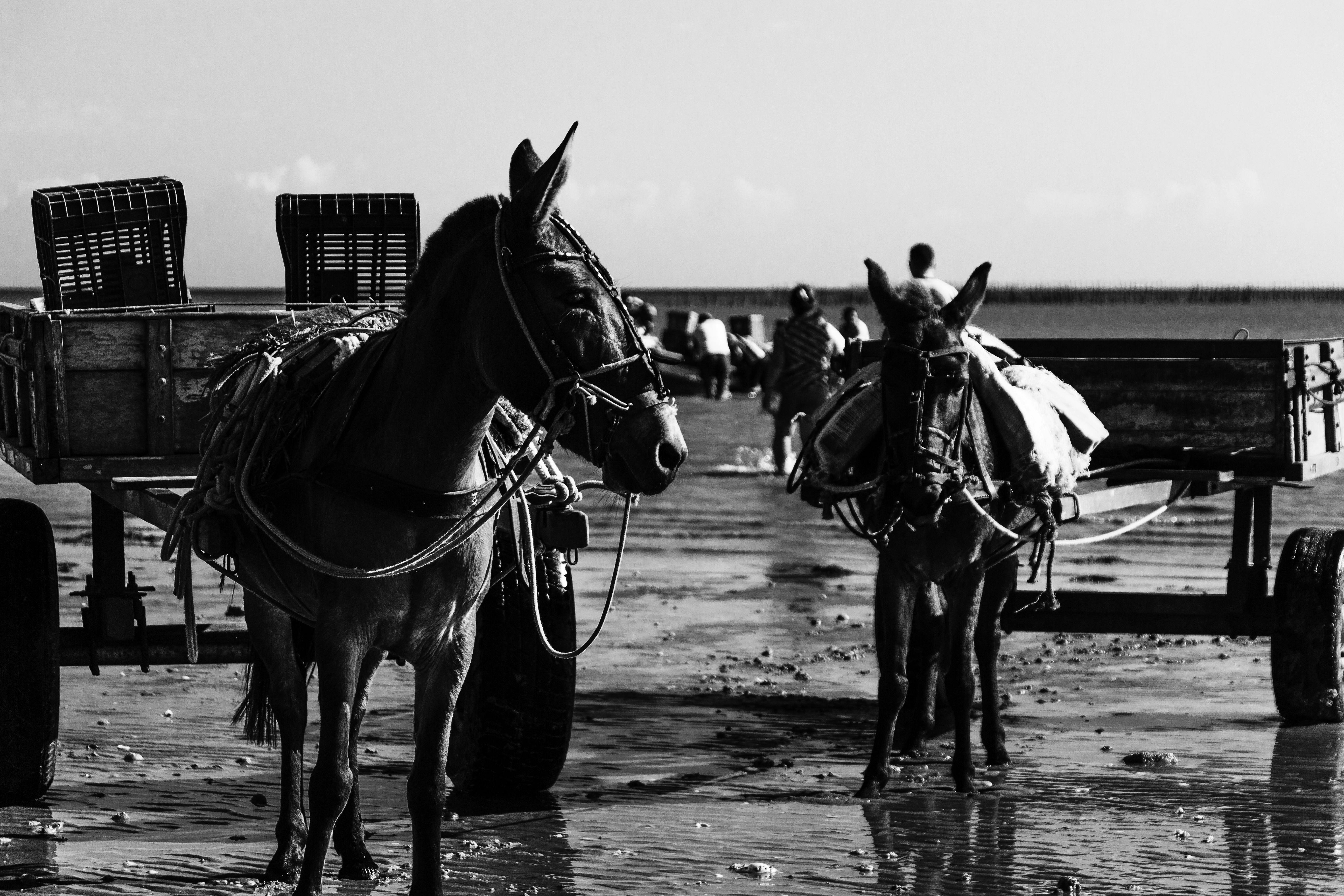 Man Riding on Carriage Pulled by Donkey Under Blue Sky during Daytime ...