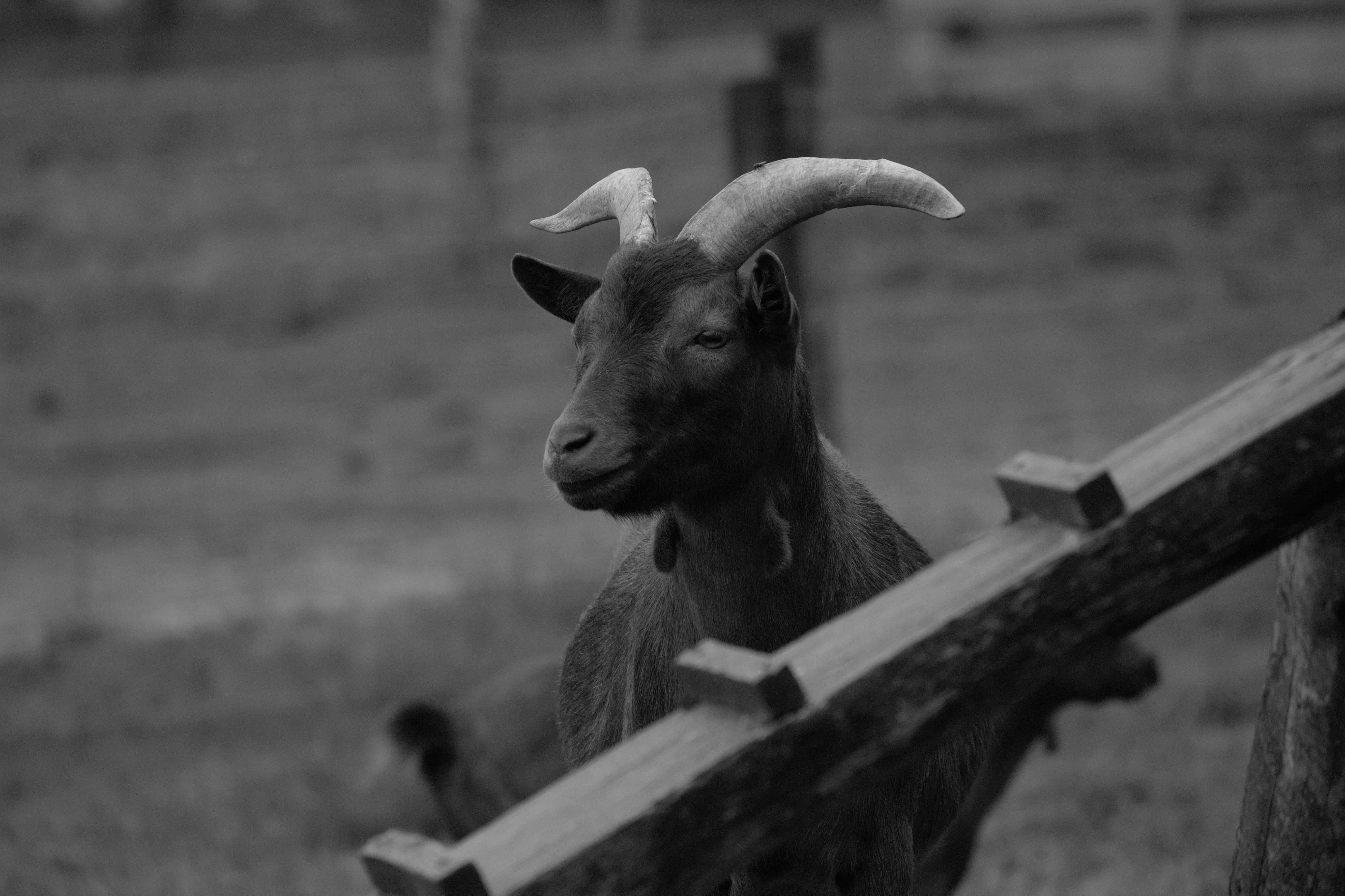 A Goat on a Farm · Free Stock Photo