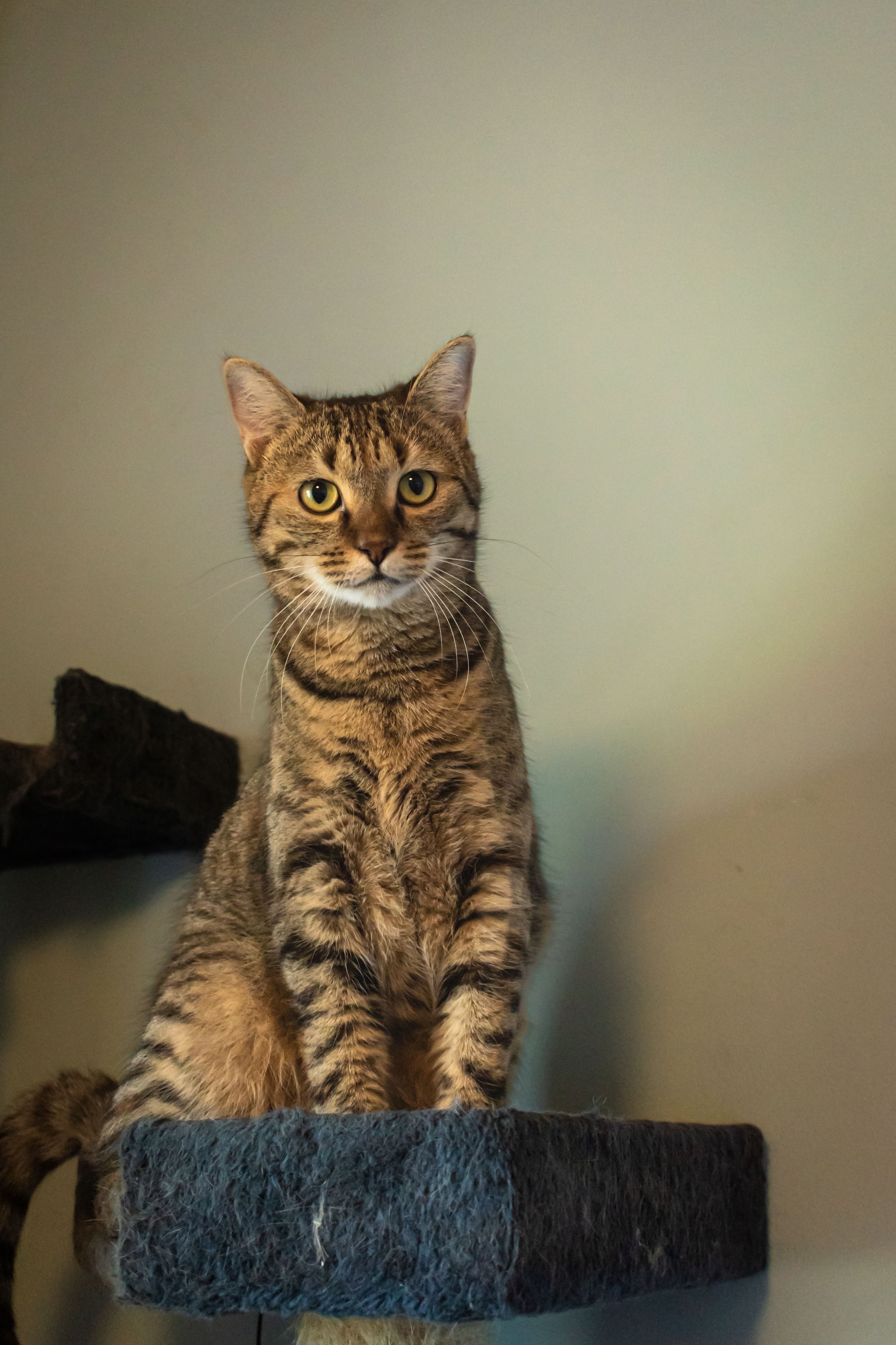 Cat Sitting on a Scratching Post · Free Stock Photo