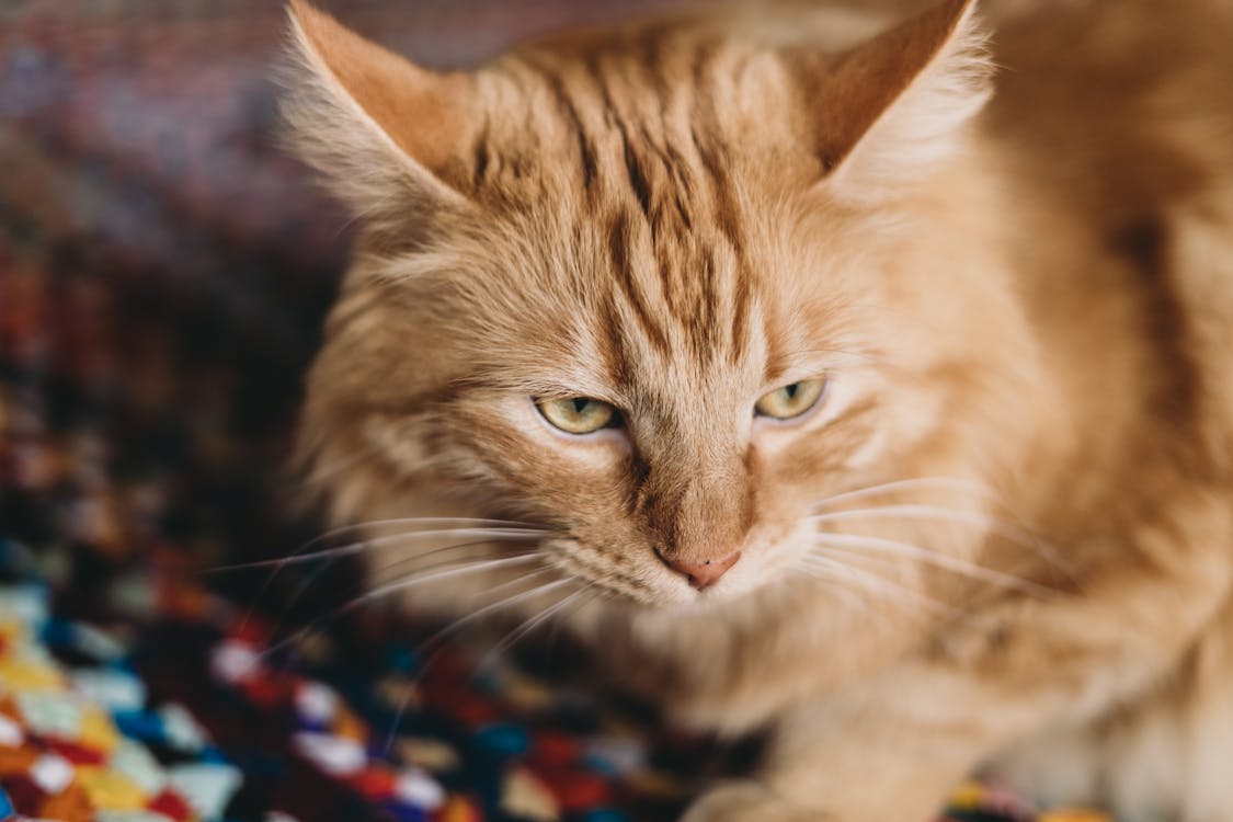 Close-Up Shot of an Orange Tabby Cat · Free Stock Photo Close-Up Shot of an Orange Tabby Cat · Free Stock Photo