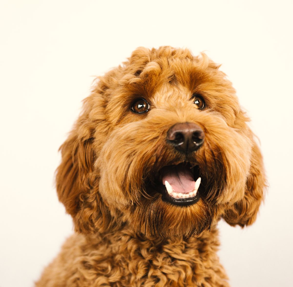 Goldendoodle Puppy Photos, Download The BEST Free Goldendoodle Puppy ...