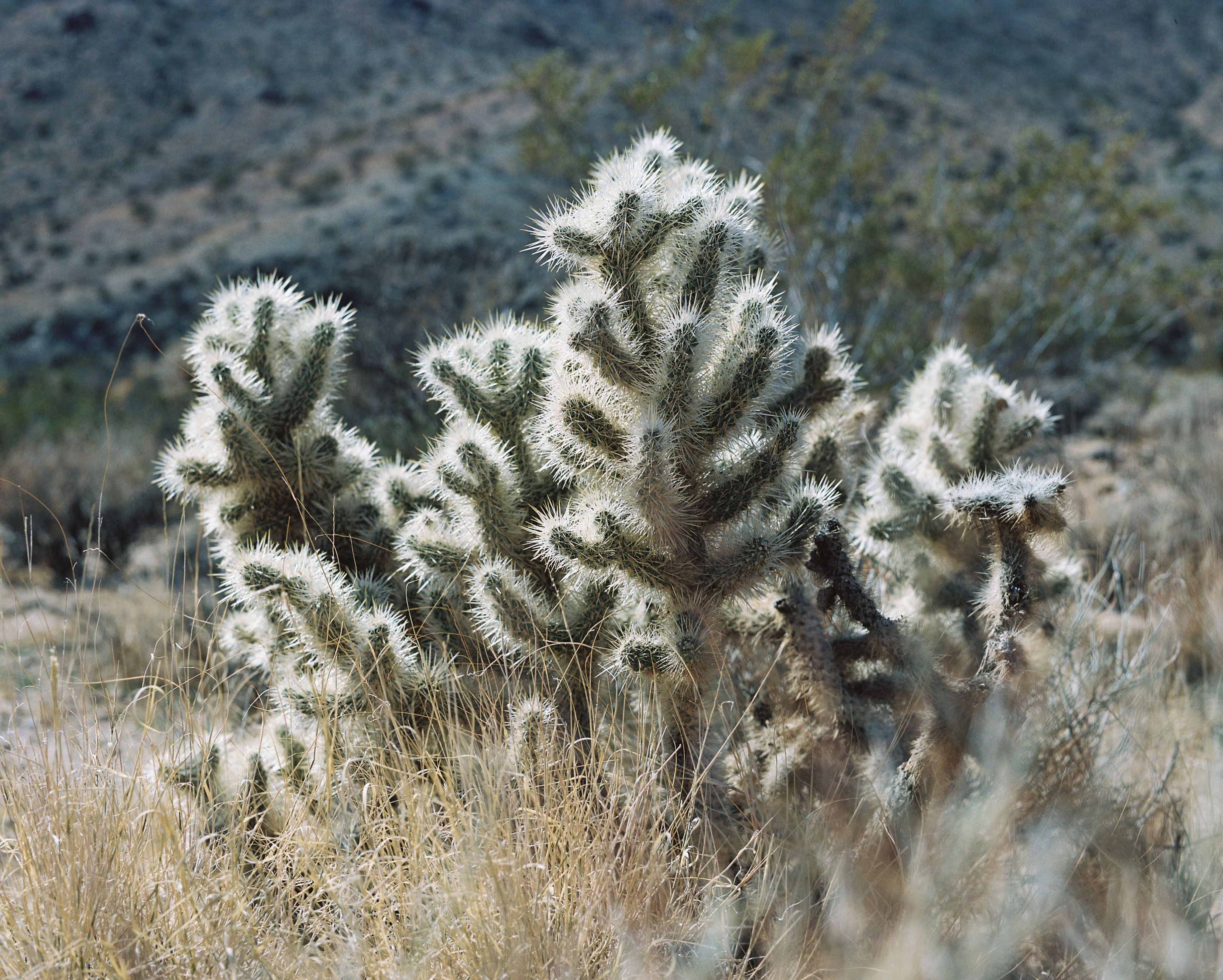 Foto De Cactus Marrón · Foto de stock gratuita
