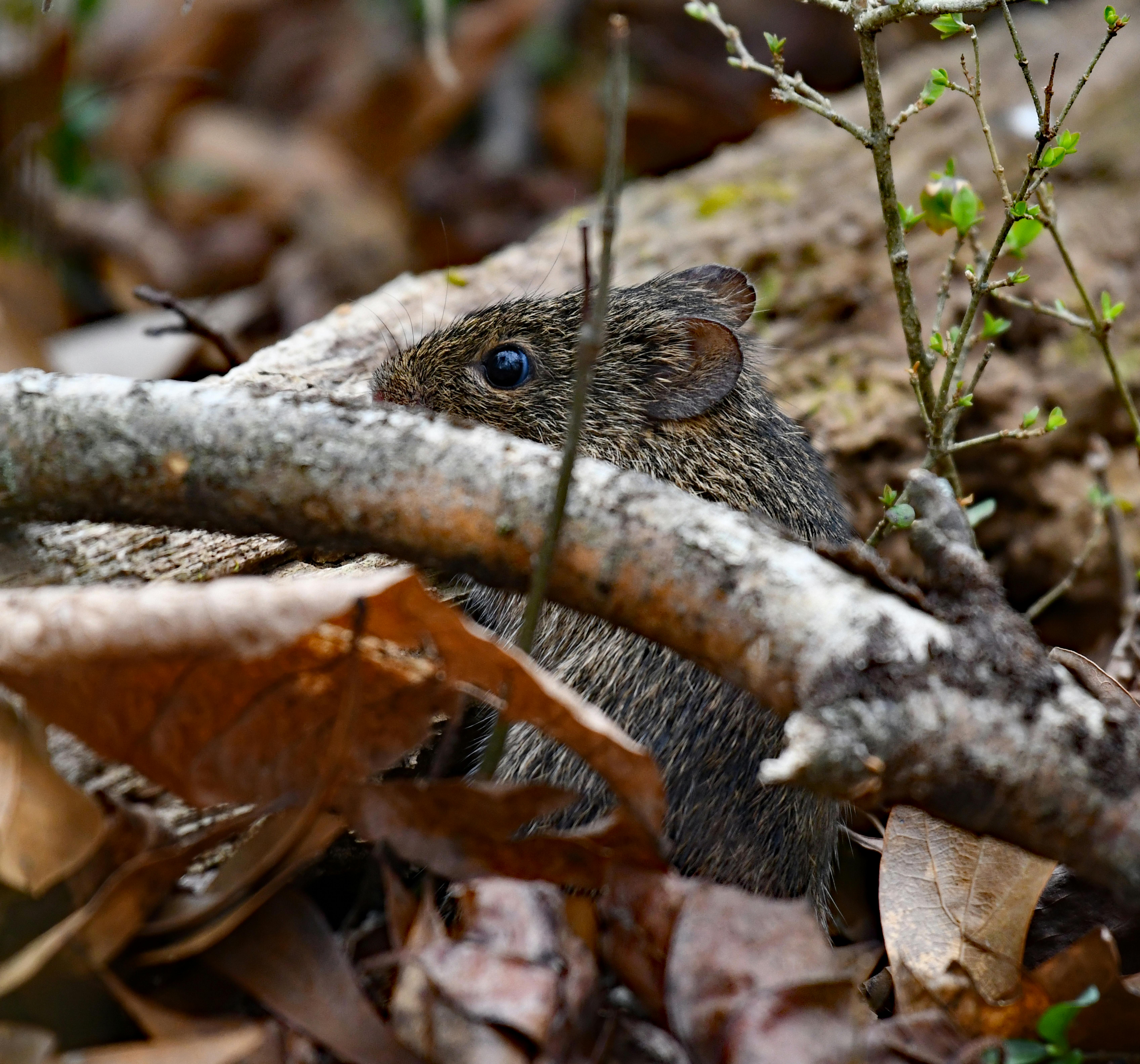 Wild Rat Sitting on the Ground · Free Stock Photo