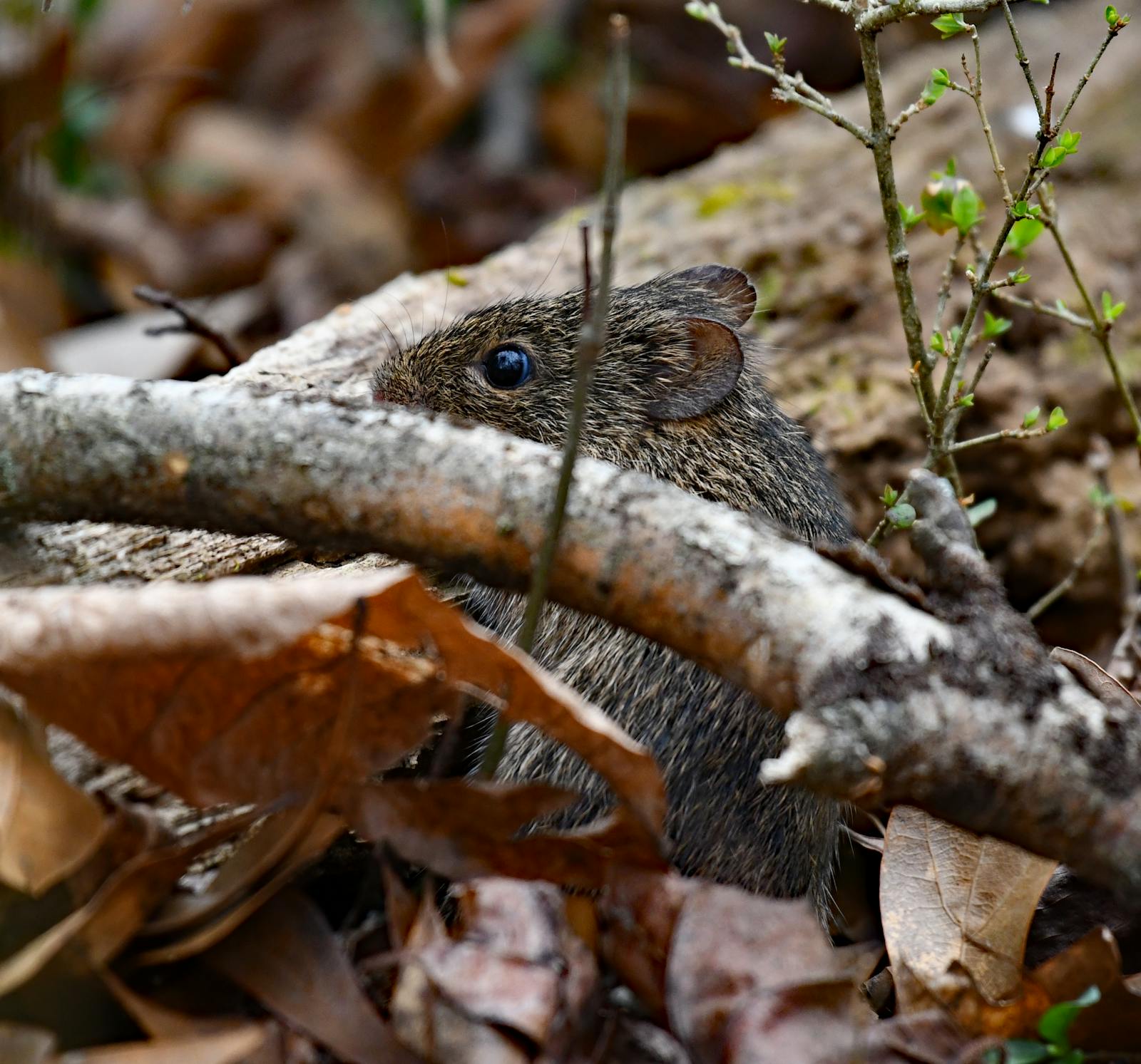 Wild Rat Photos, Download The BEST Free Wild Rat Stock Photos & HD Images