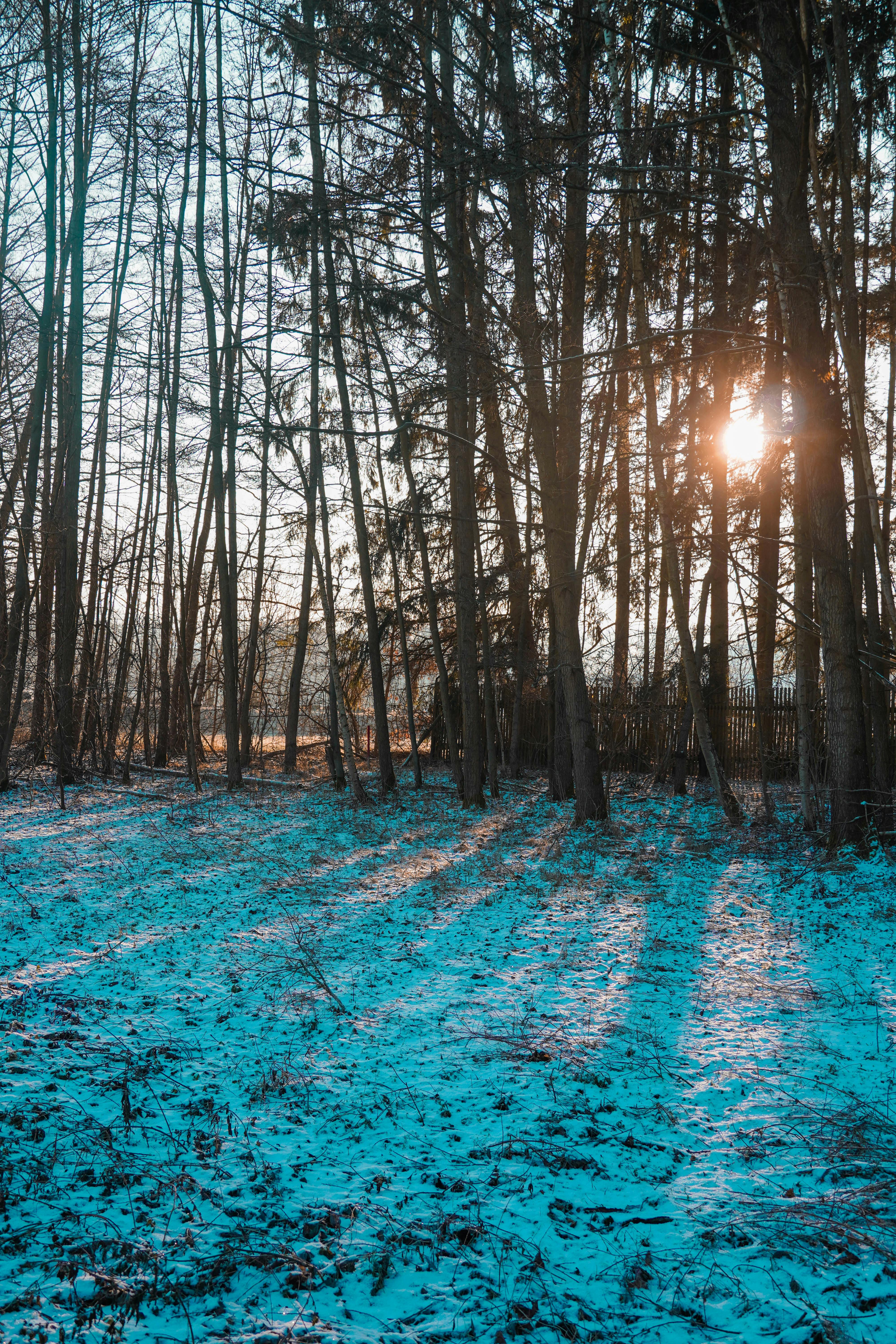 Forest in Winter · Free Stock Photo