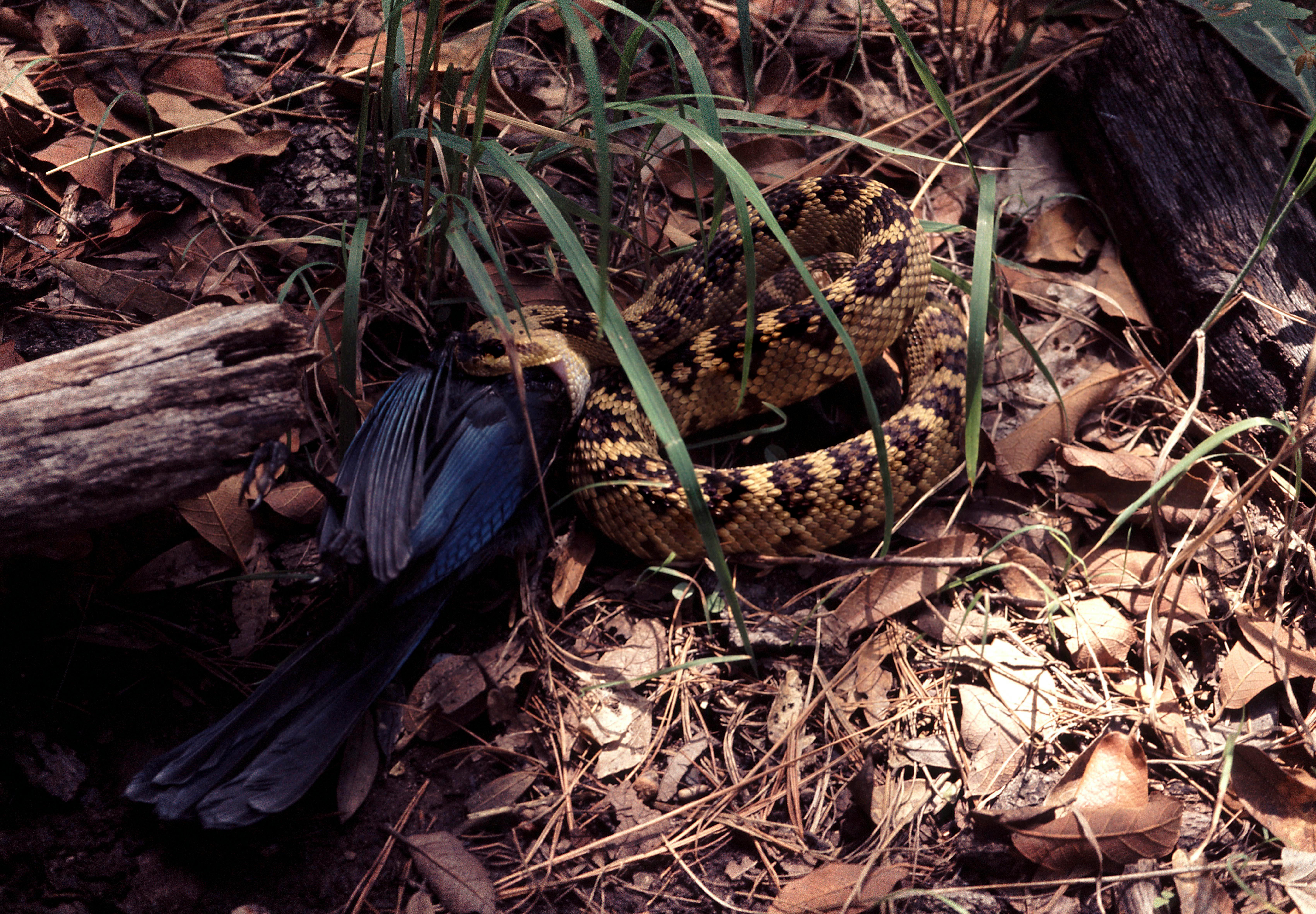 Brown and Black Python on Ground · Free Stock Photo