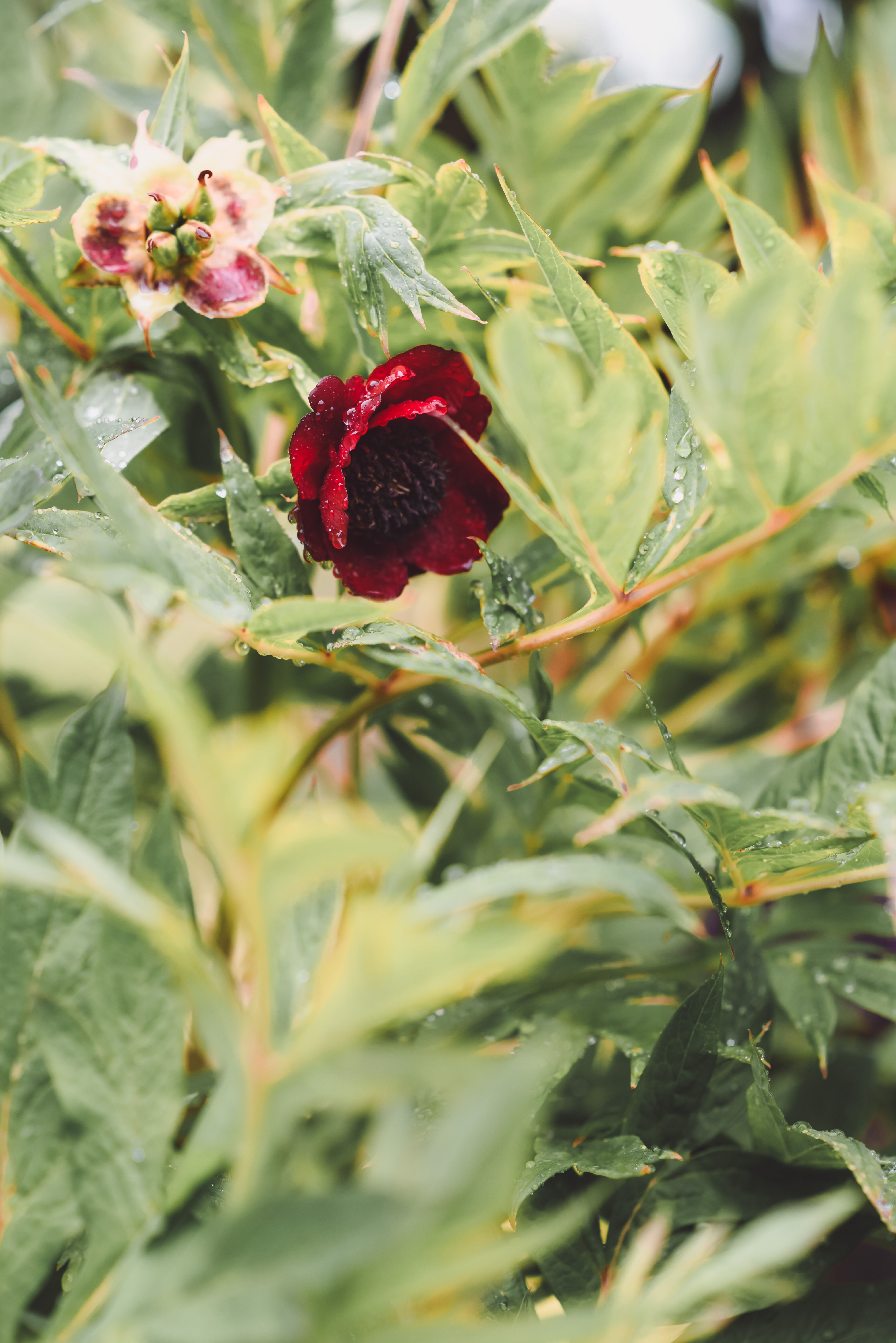 Close up of a Flower · Free Stock Photo