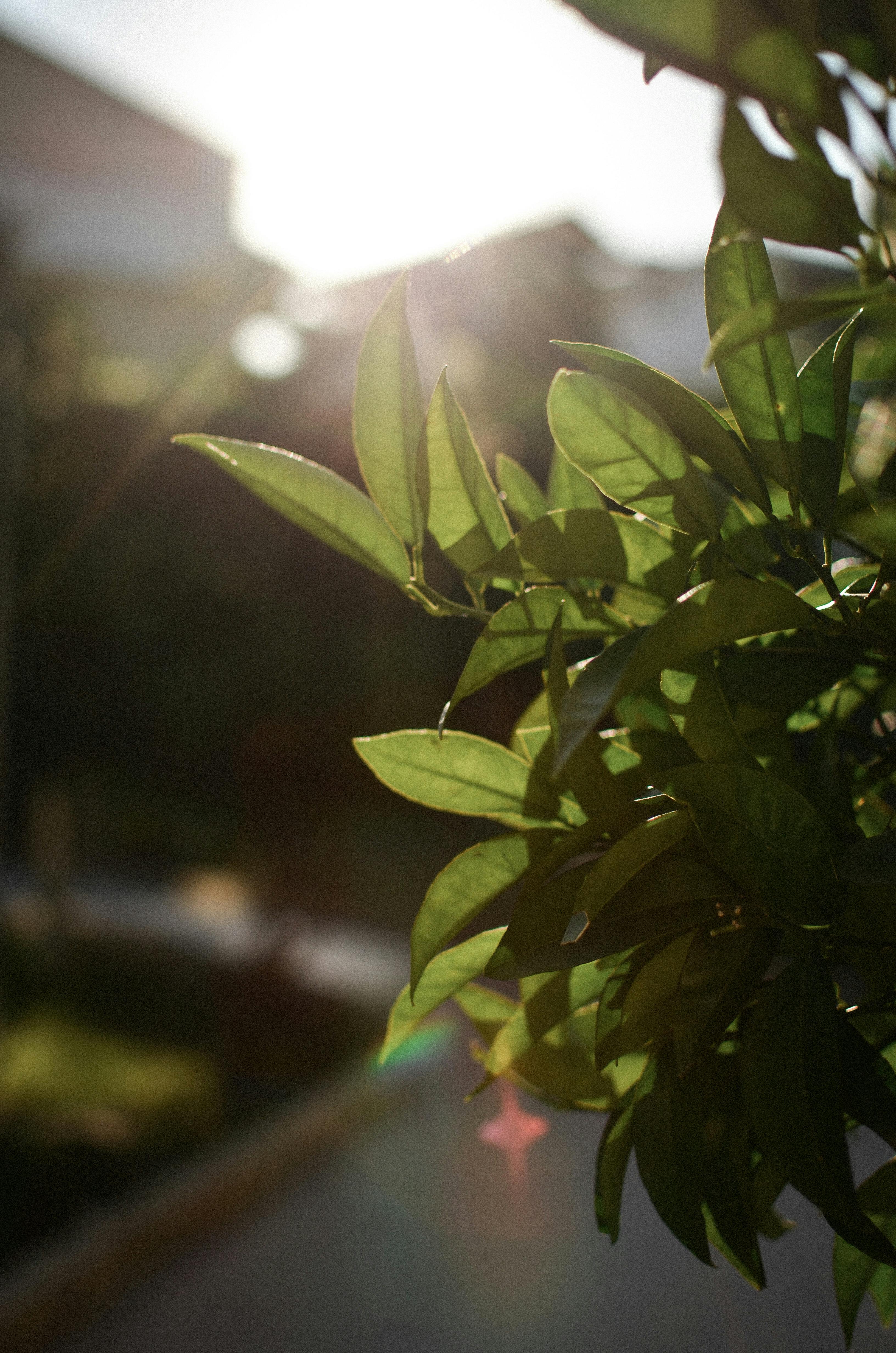 Backlit Plant Leaves · Free Stock Photo