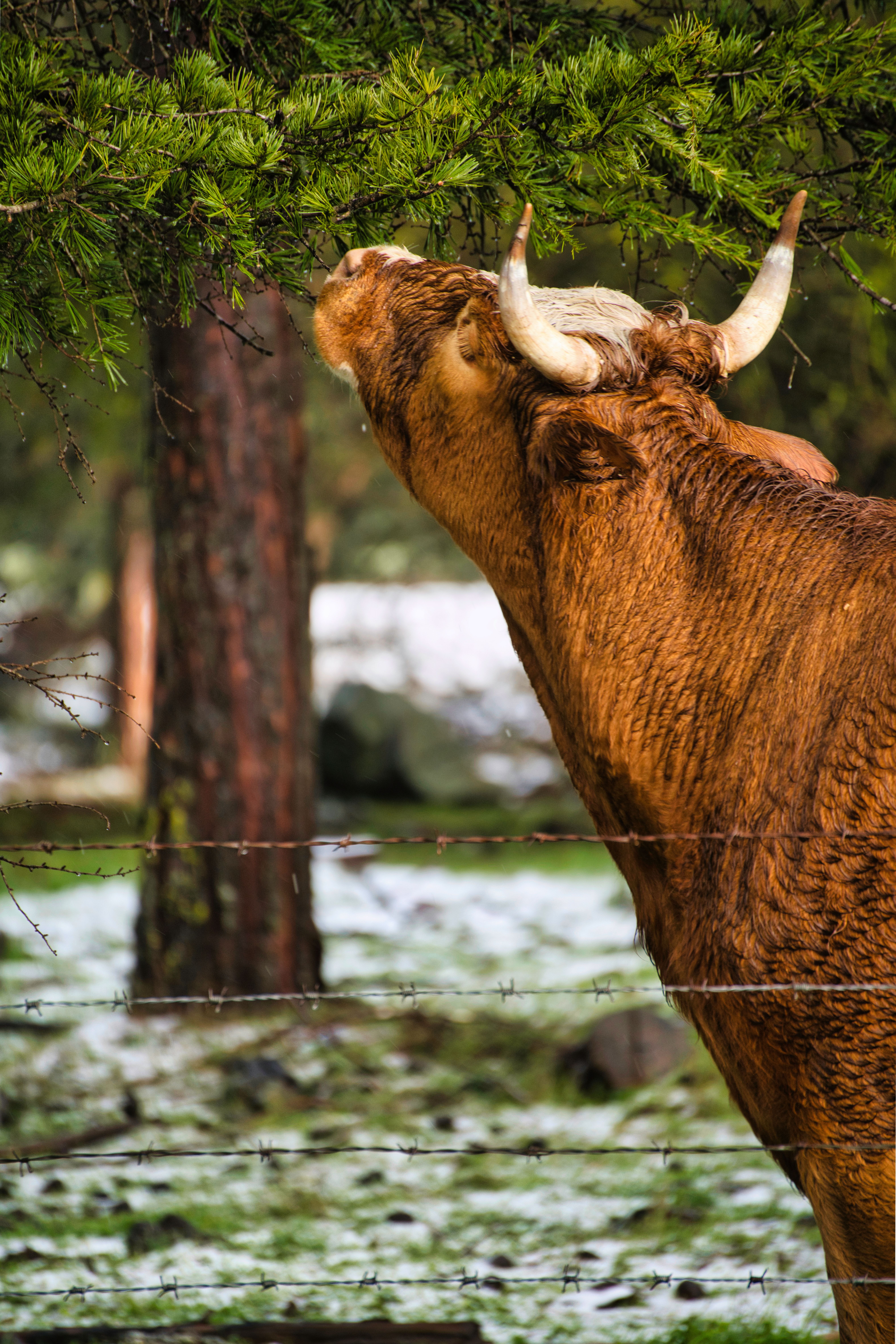 Cows in Captivity Eating · Free Stock Photo