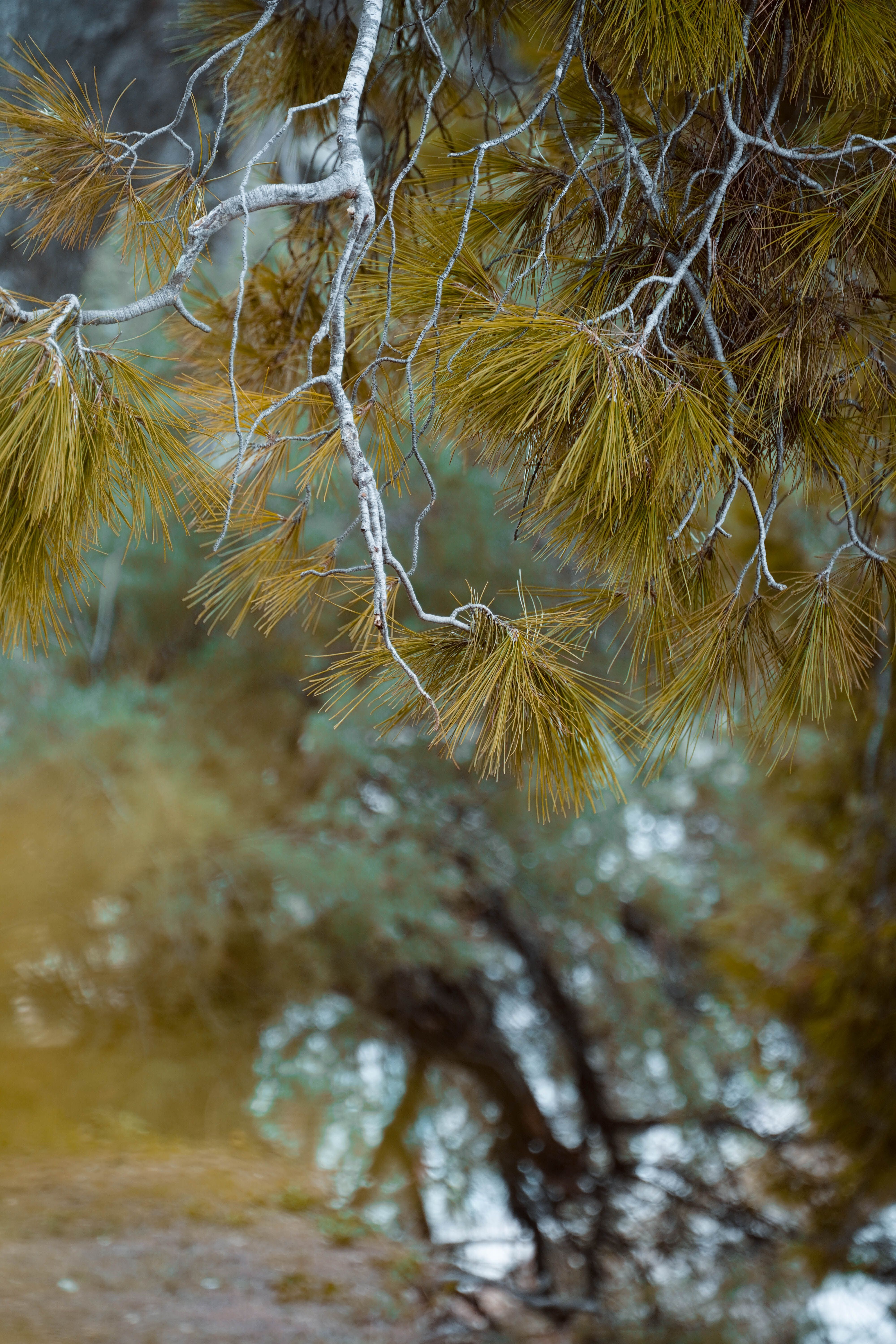 Close up of a Tree Branch · Free Stock Photo