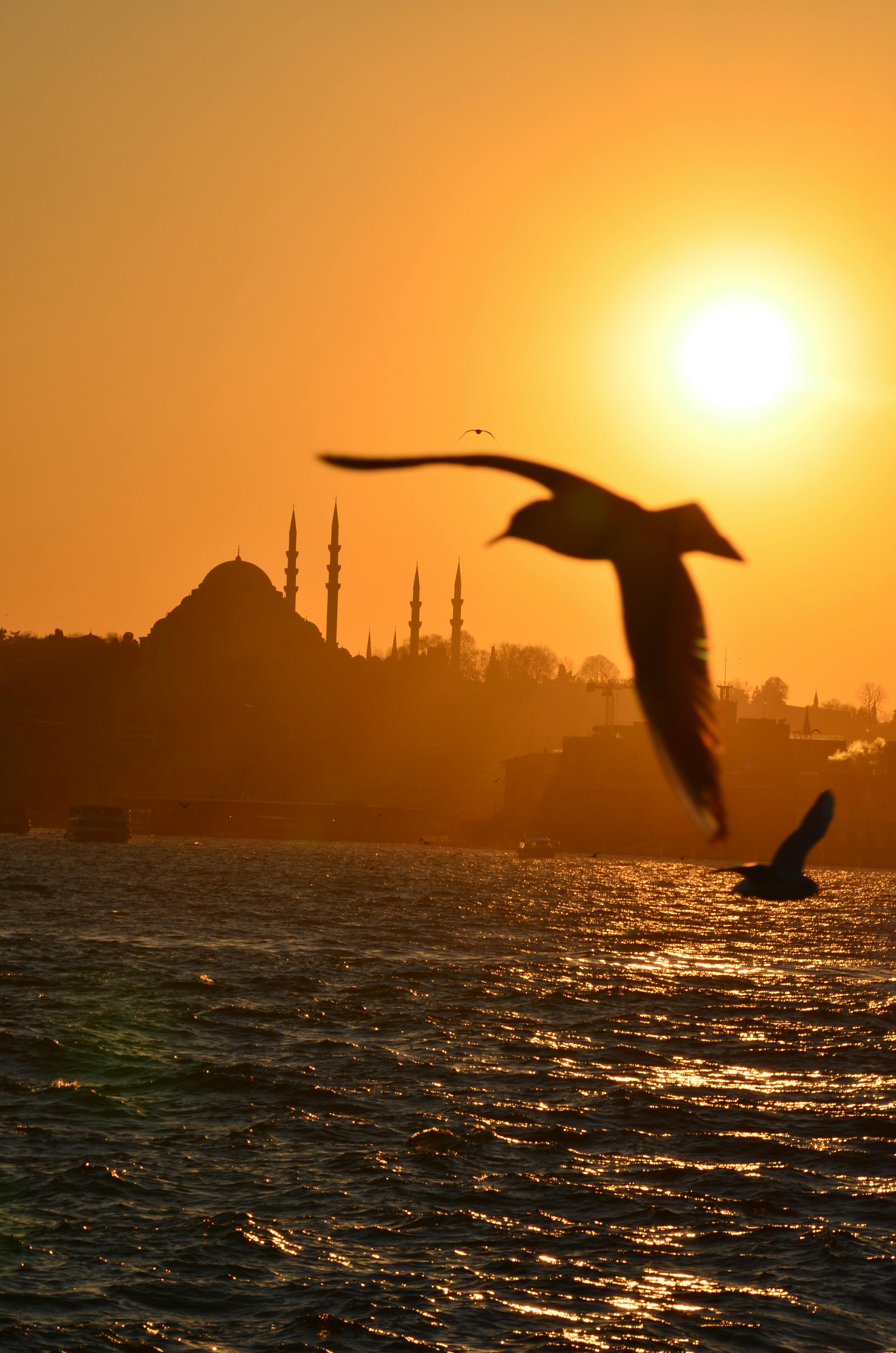 Cityscape of Istanbul wit Flying Birds at Sunset · Free Stock Photo