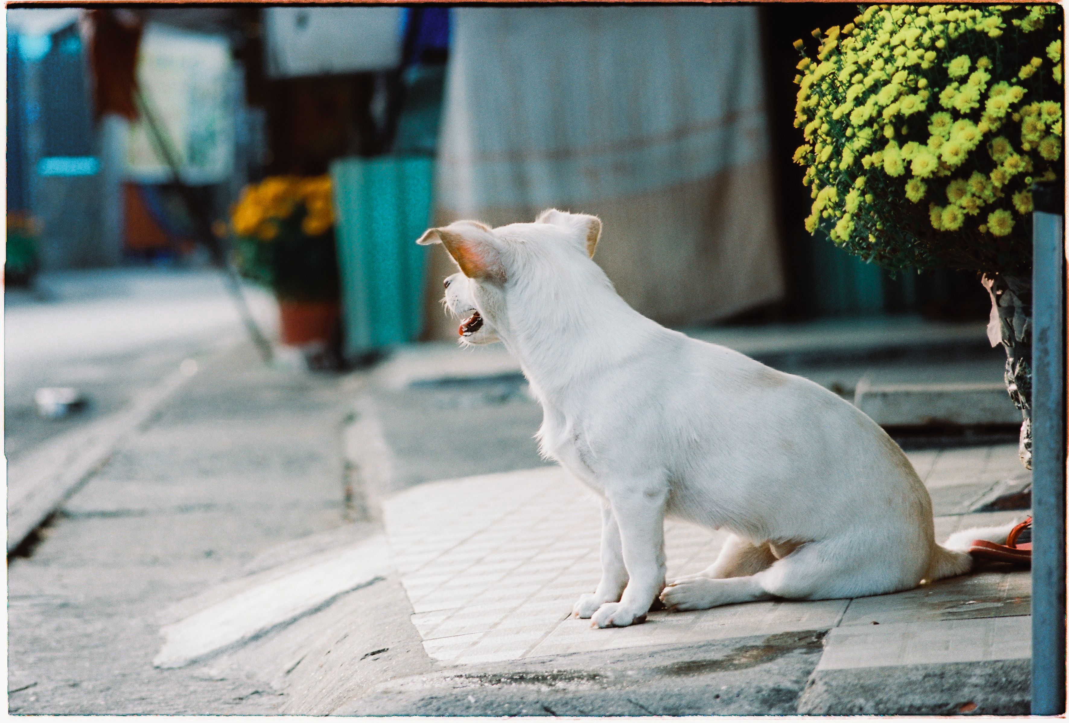 Close-up of Barking Dog · Free Stock Photo