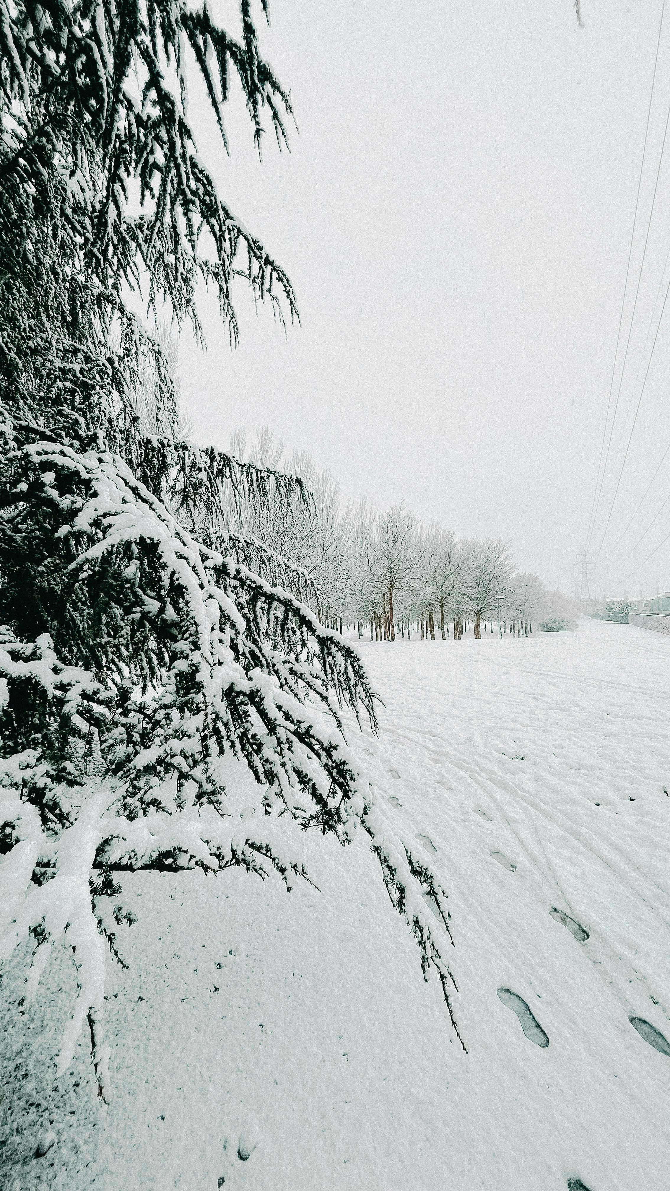 Snow Cap Pine Tree · Free Stock Photo