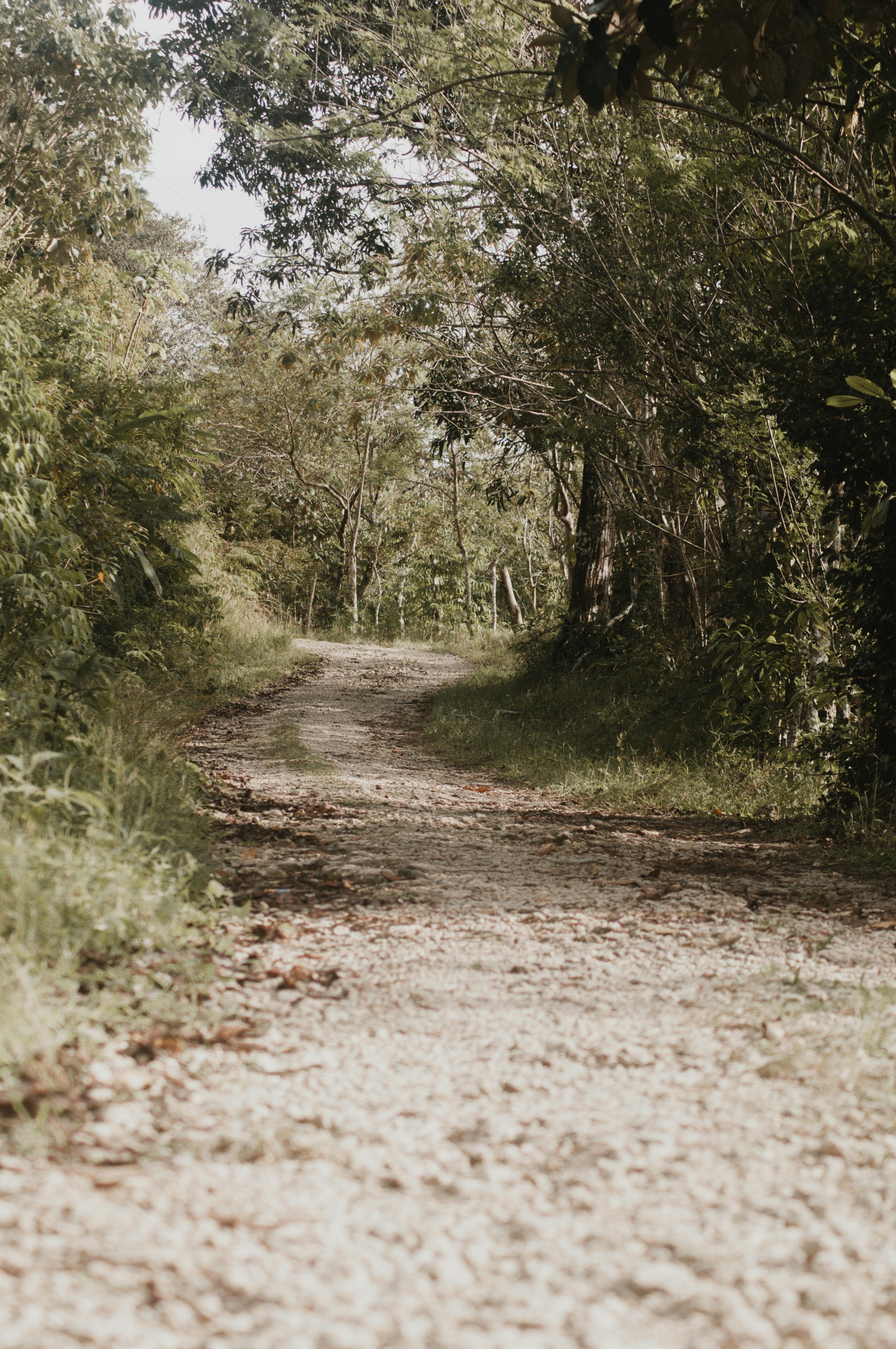 Footpath Between Trees in Forest in Autumn · Free Stock Photo