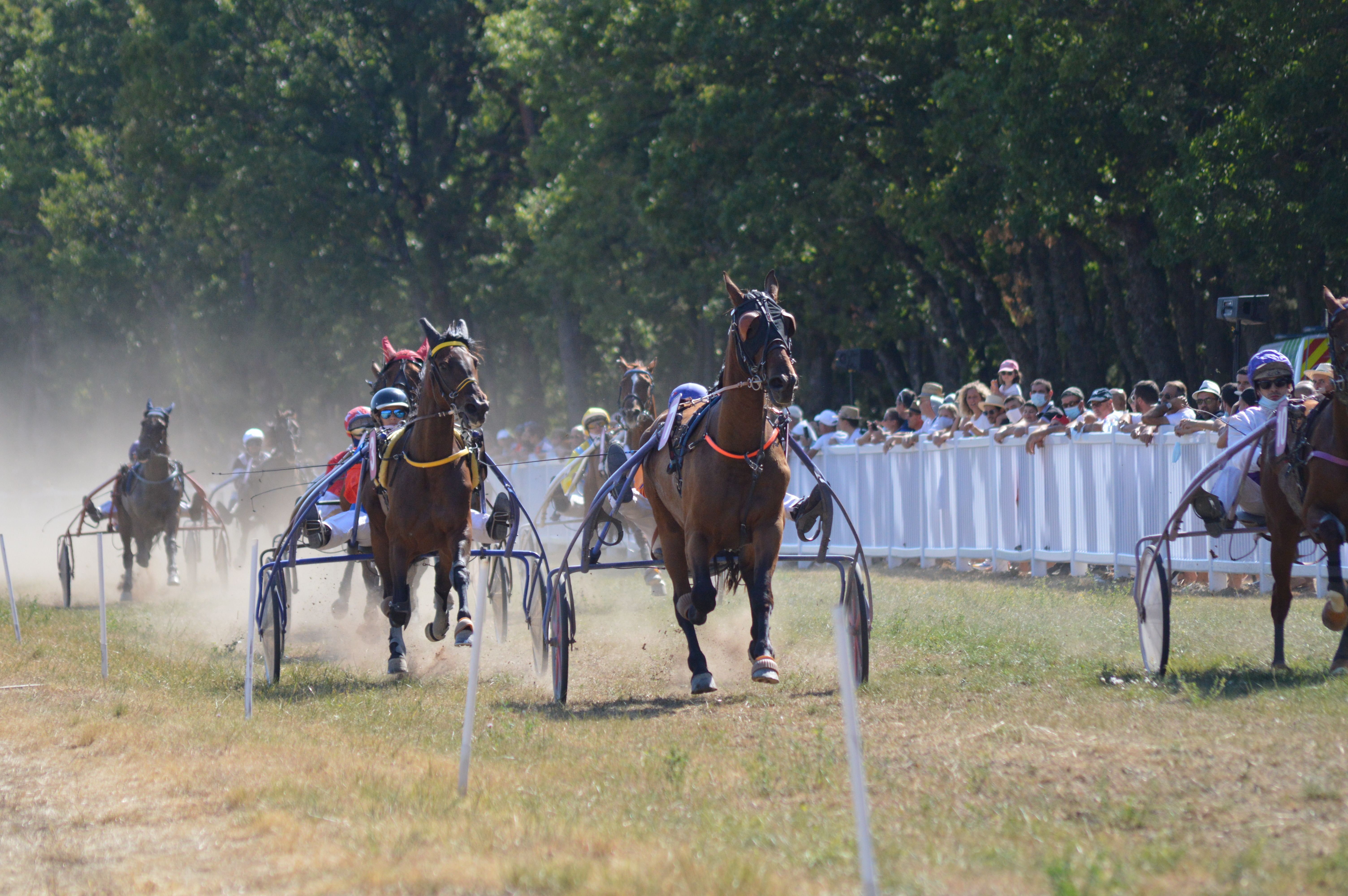 Horse Carts Racing · Free Stock Photo