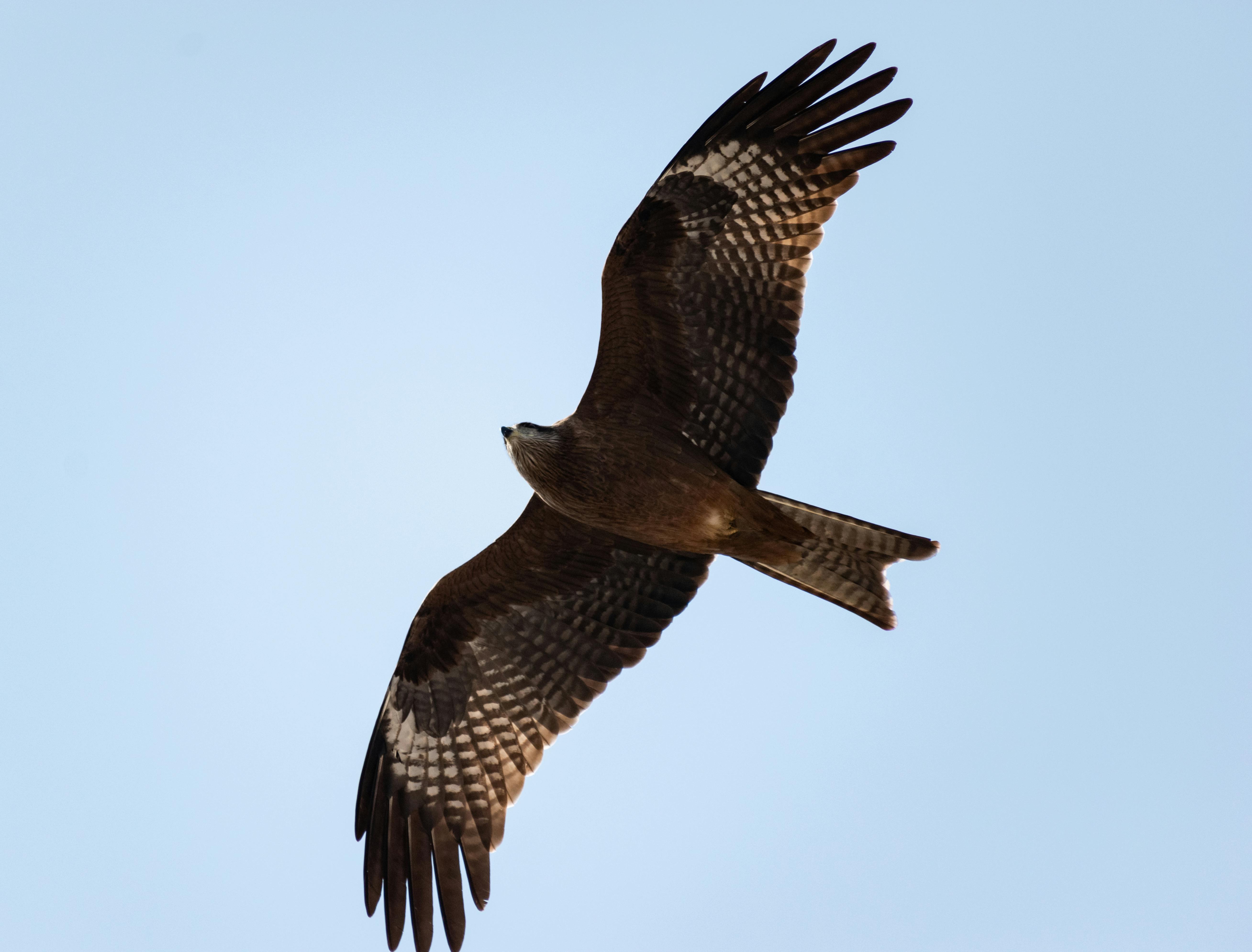 Kite Bird Flying on Sky · Free Stock Photo