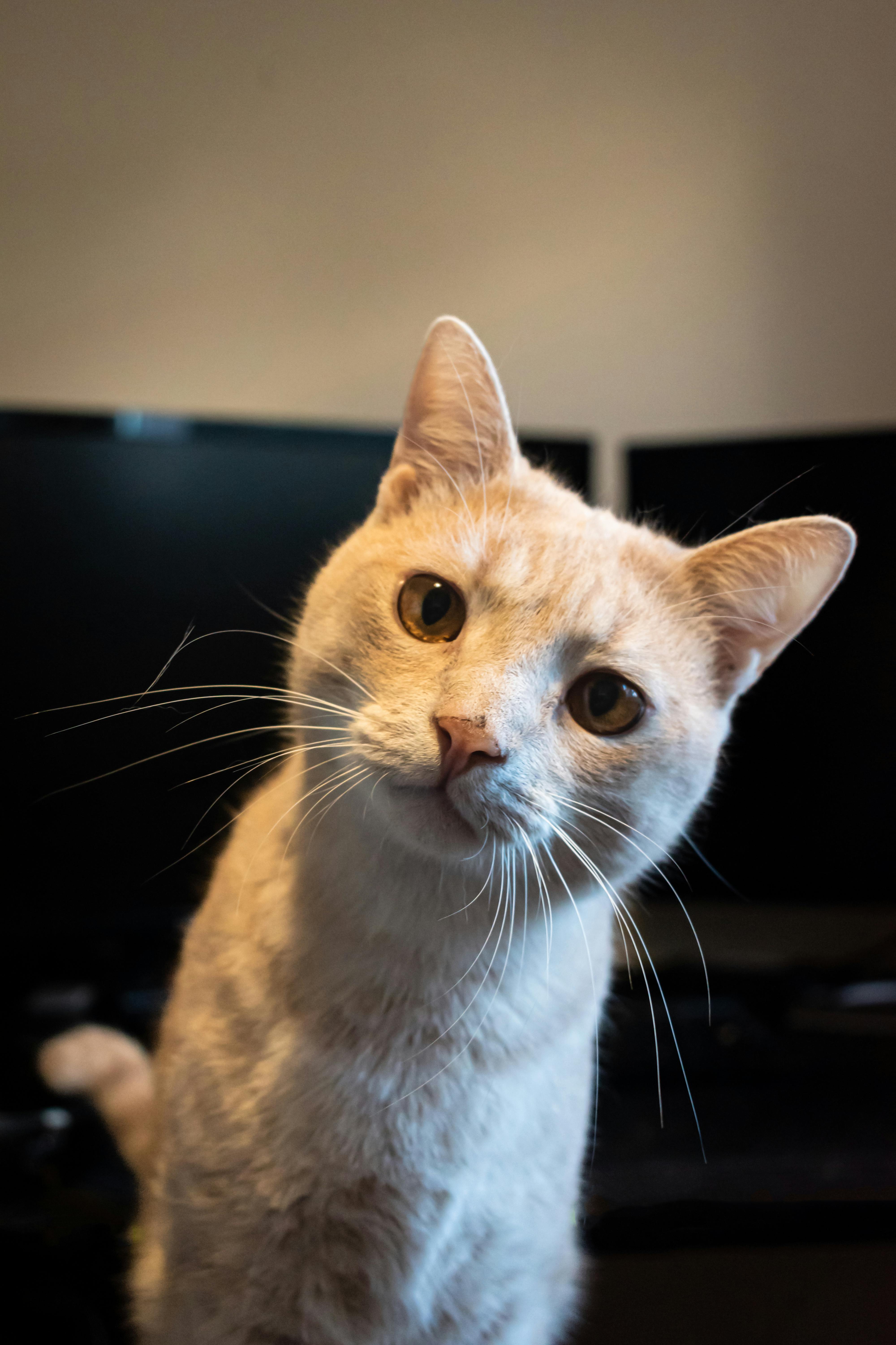 Anime Underwater Photos, Download The BEST Free Anime Underwater Stock ...