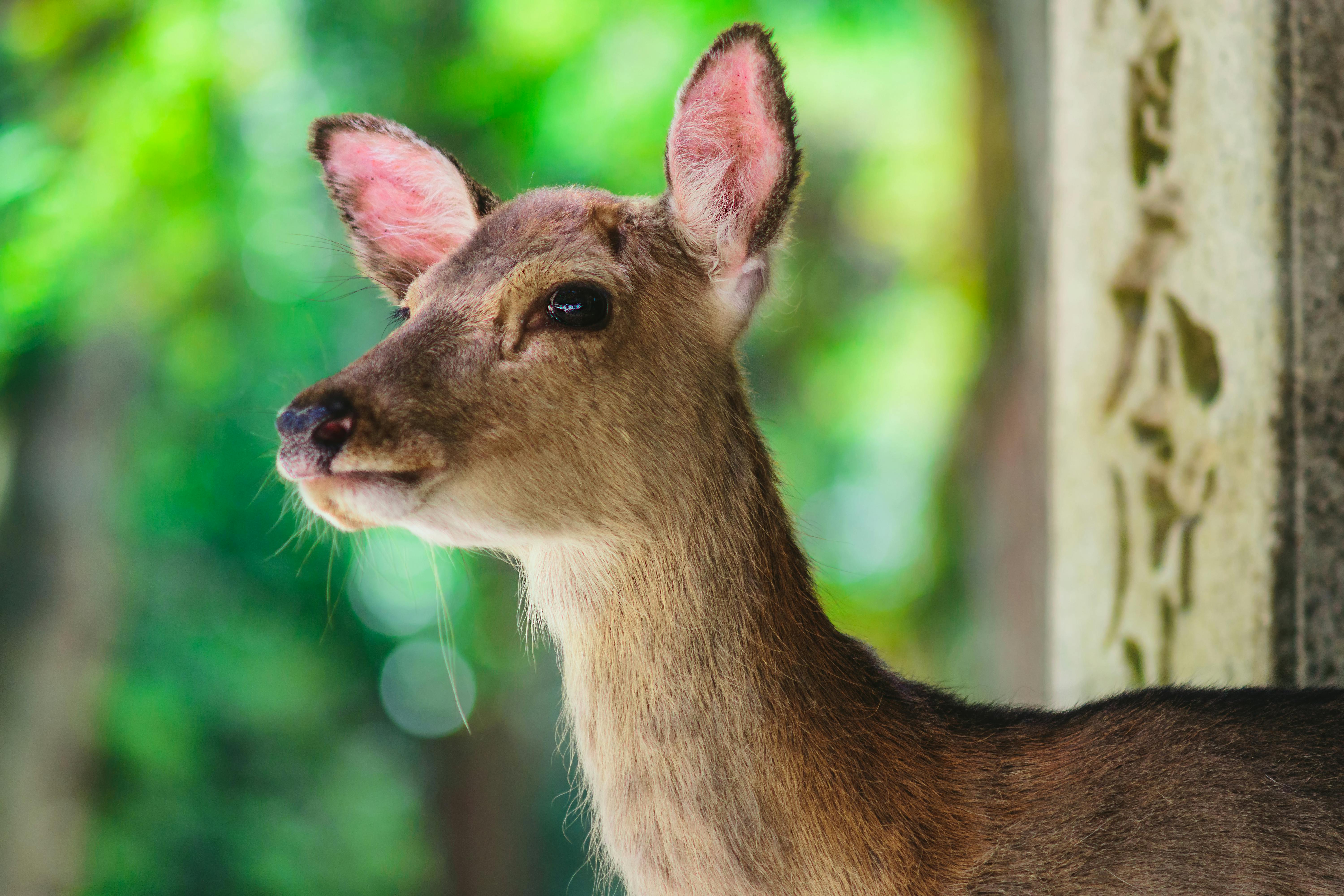 Close Up Photo of a Sika Deer · Free Stock Photo