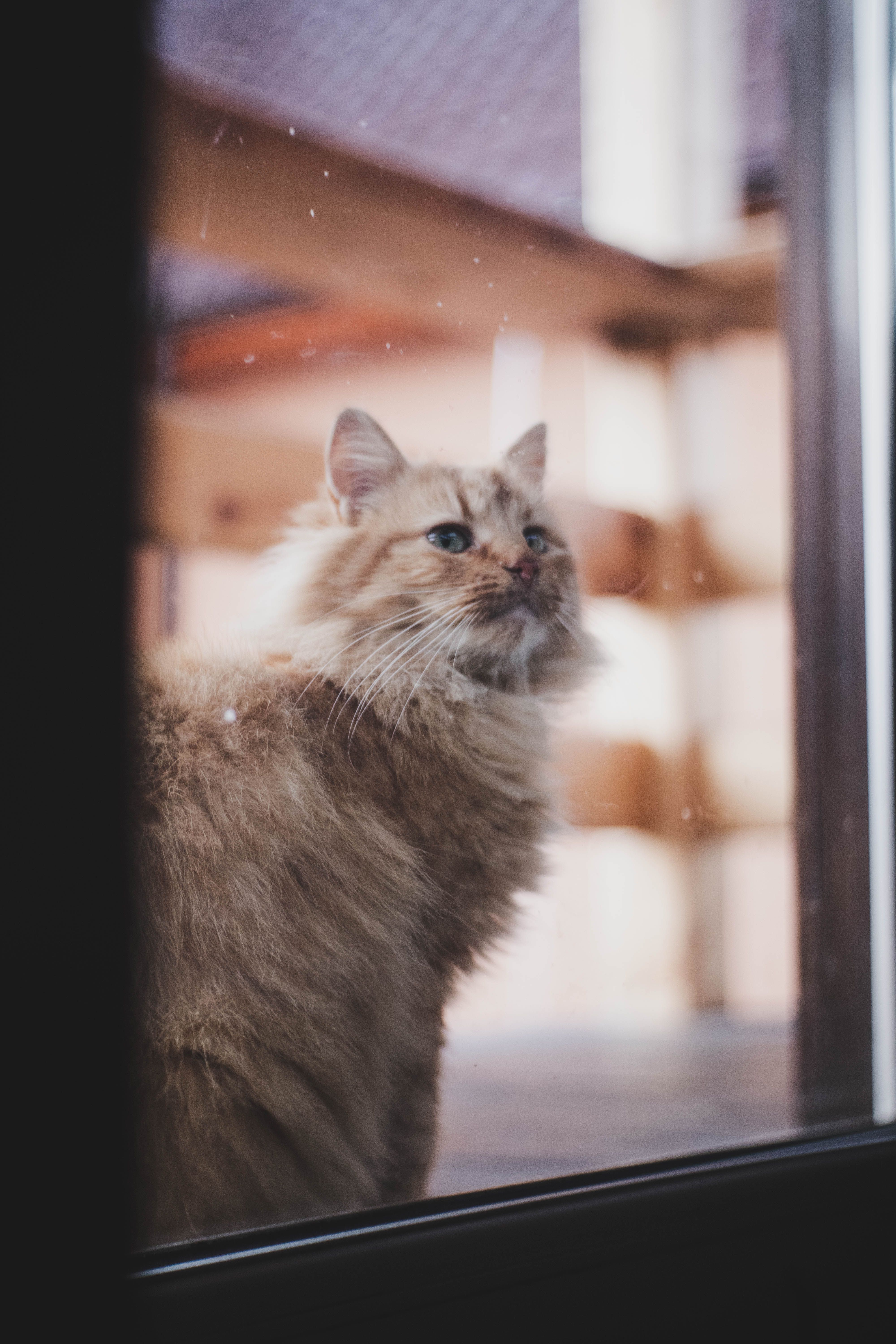 A Cat Sitting behind the Window · Free Stock Photo