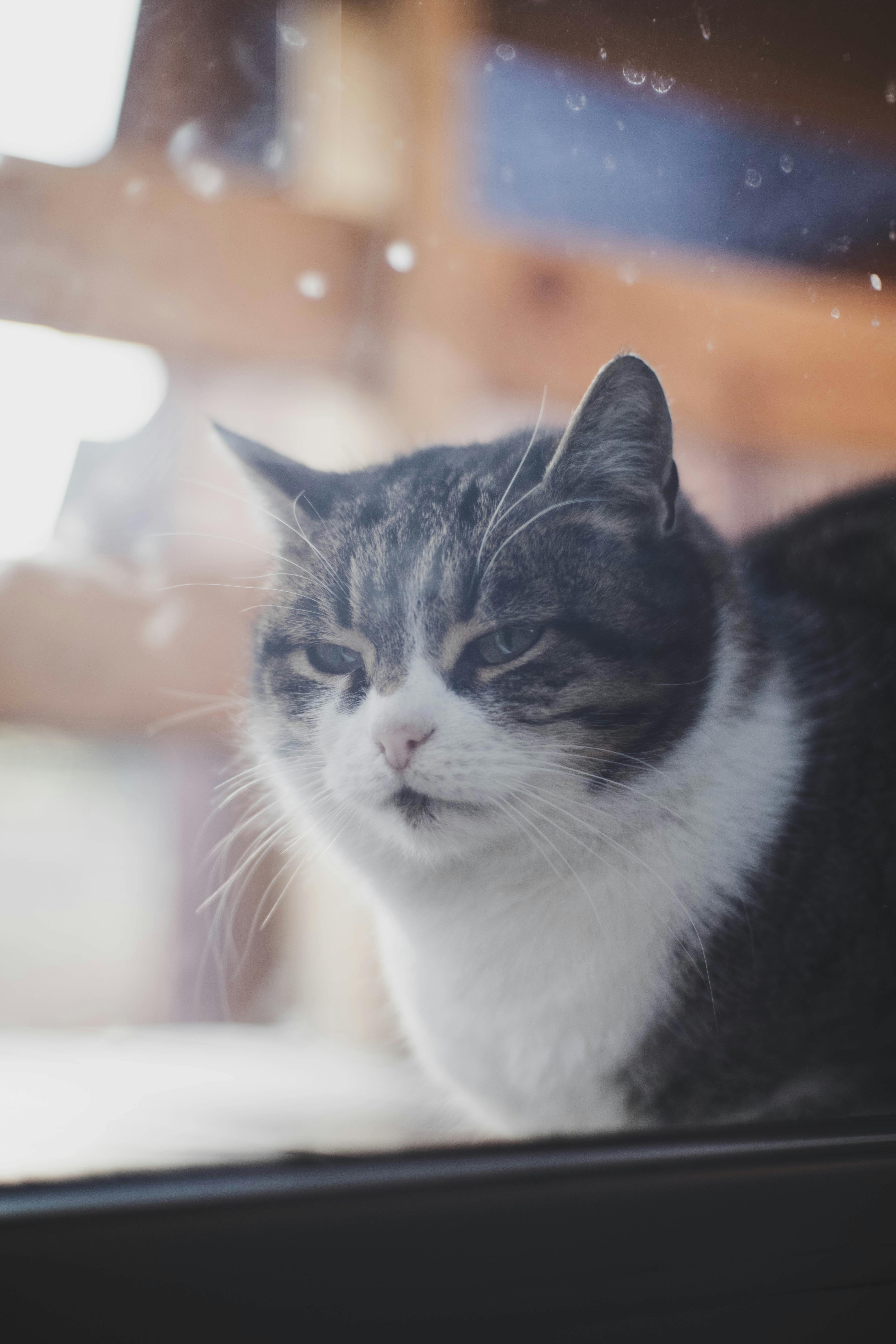 4k Wallpaper Pc Windows 11 Cat Photos, Download The BEST Free 4k ...