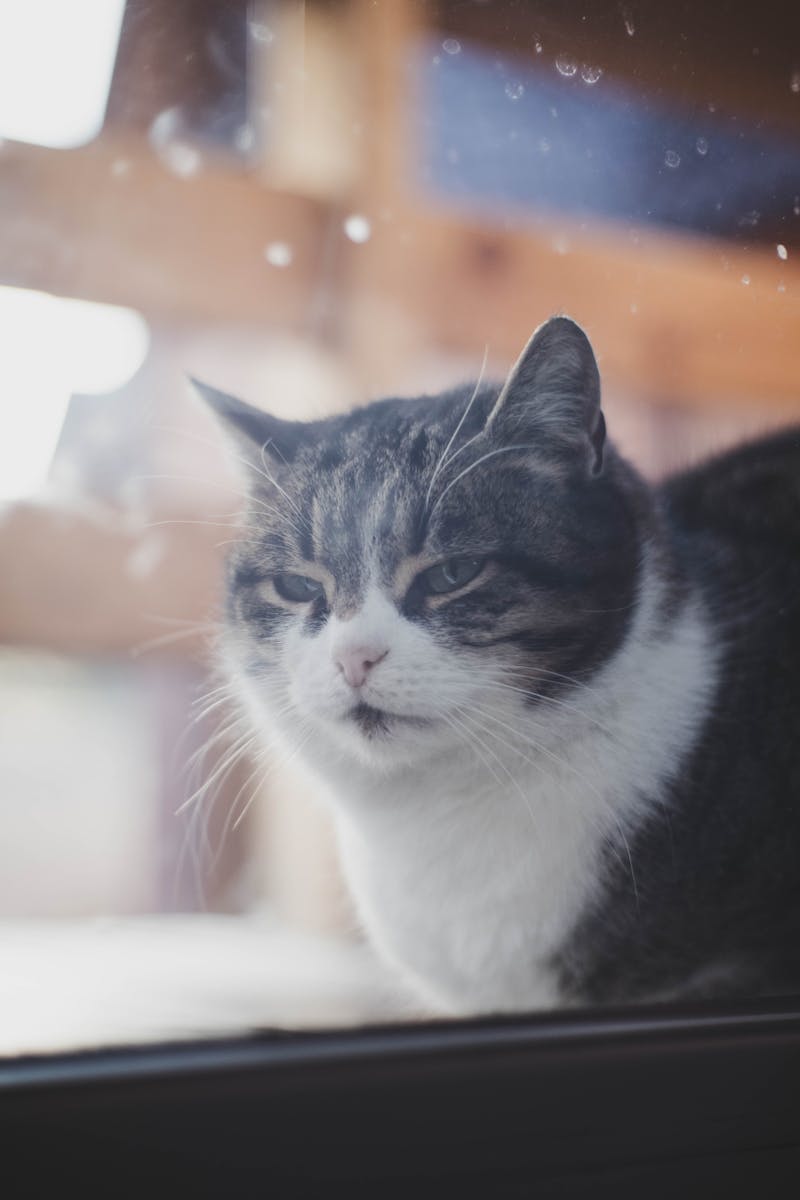 Cat Wallpaper Windows 10 Photos, Download The BEST Free Cat Wallpaper ...