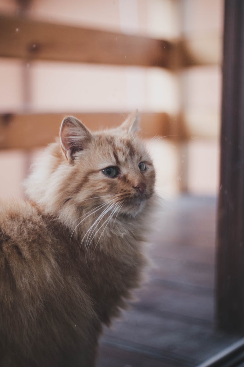 Windows 11 Wallpaper Cat Photos, Download The BEST Free Windows 11 ...