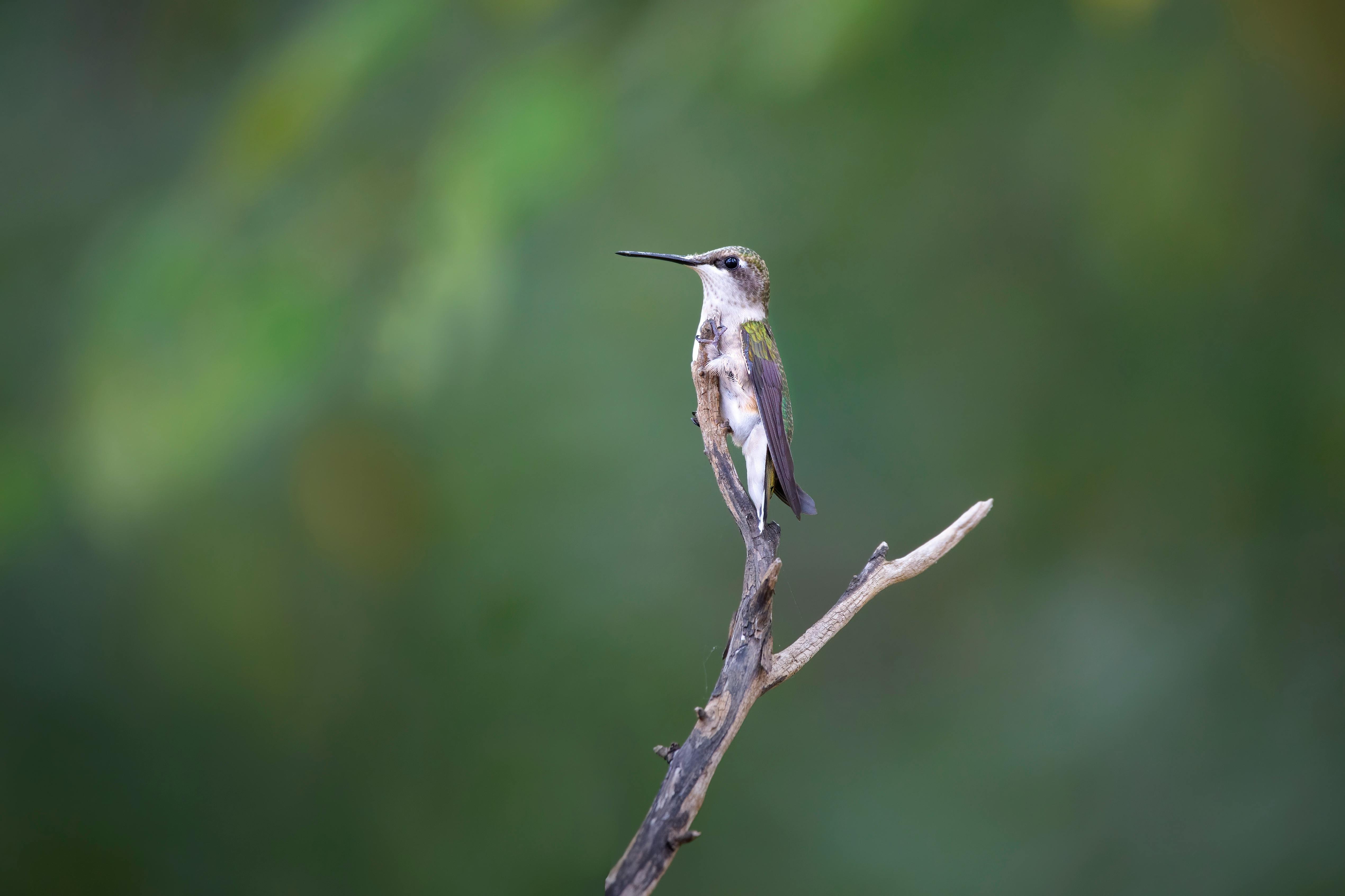Female Rufous Hummingbird · Free Stock Photo
