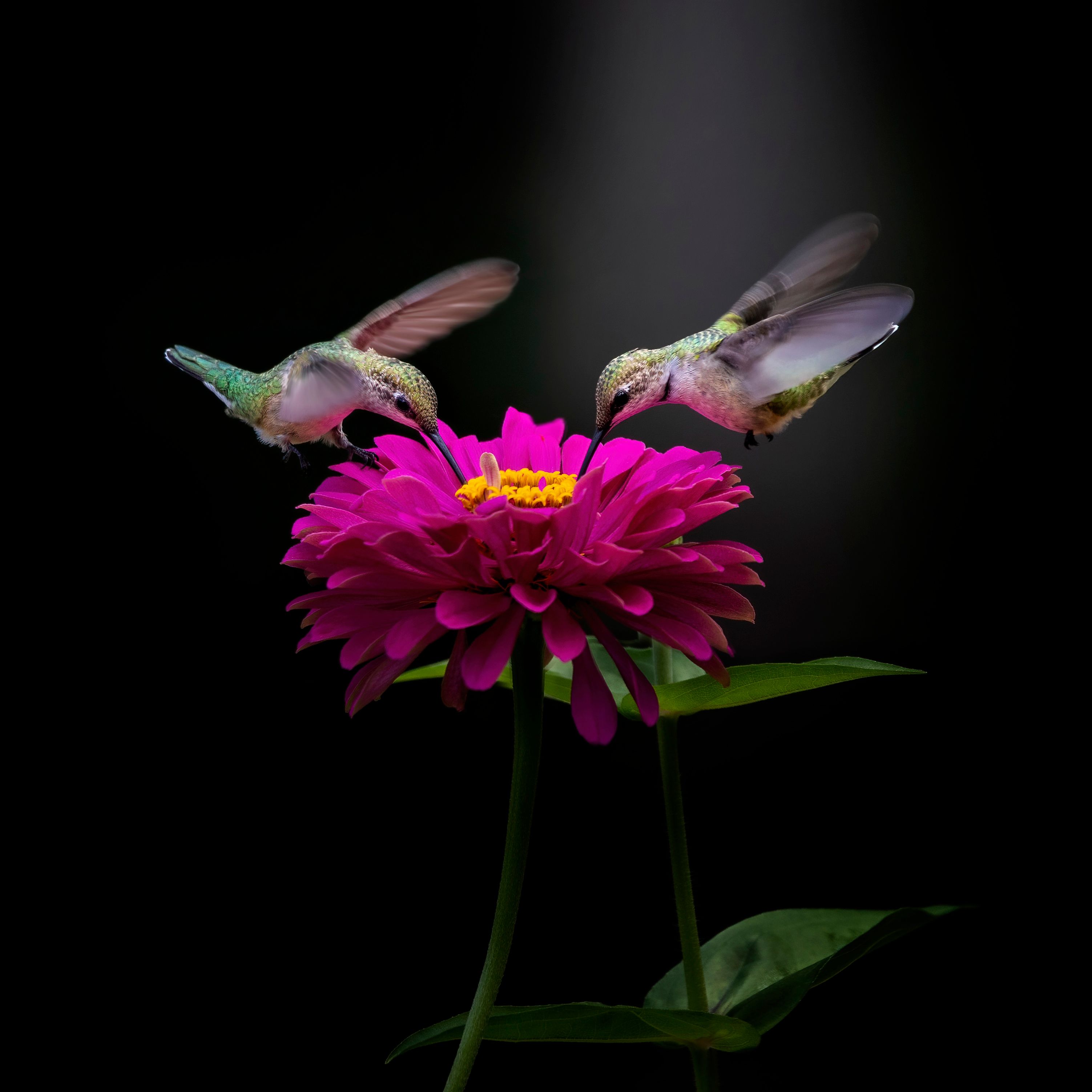 Bambus Blume Photos, Download The BEST Free Bambus Blume Stock Photos ...