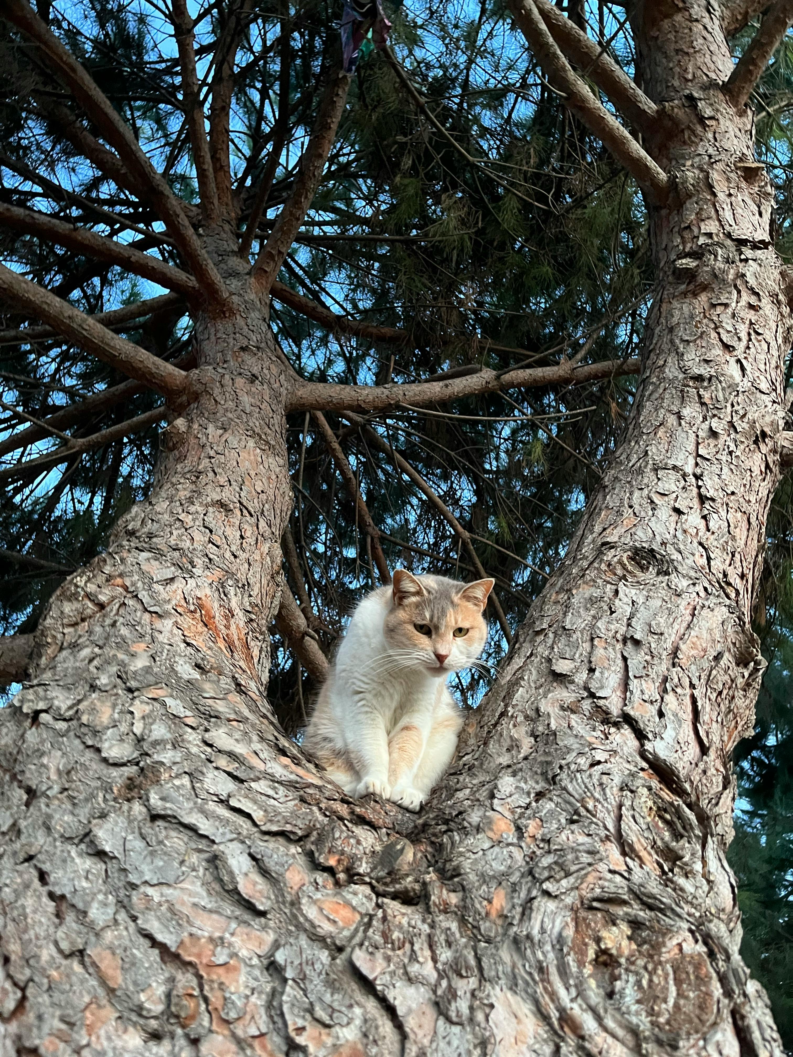 Cat Sitting on Tree · Free Stock Photo