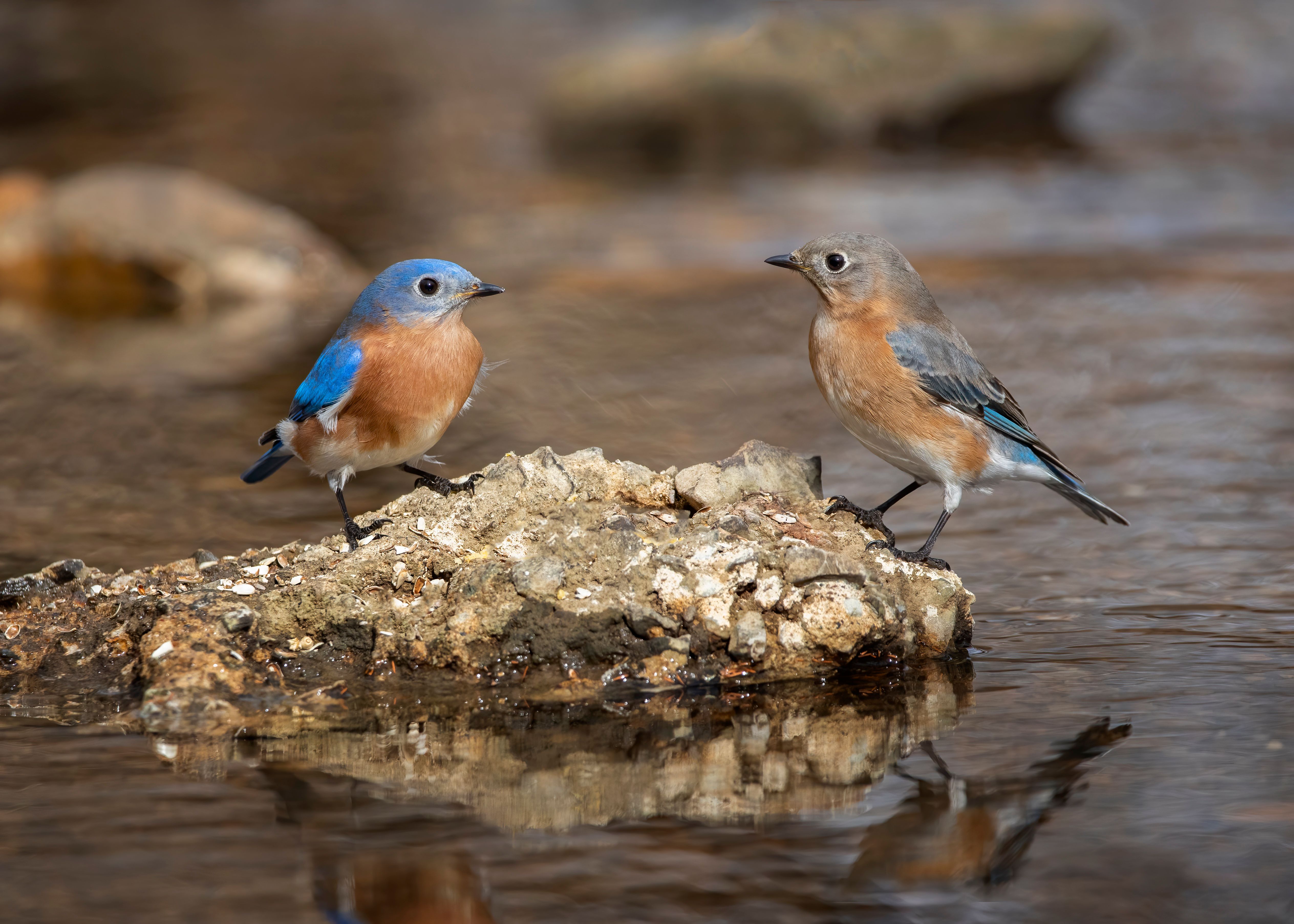 Photo of Eastern Bluebirds Fighting · Free Stock Photo