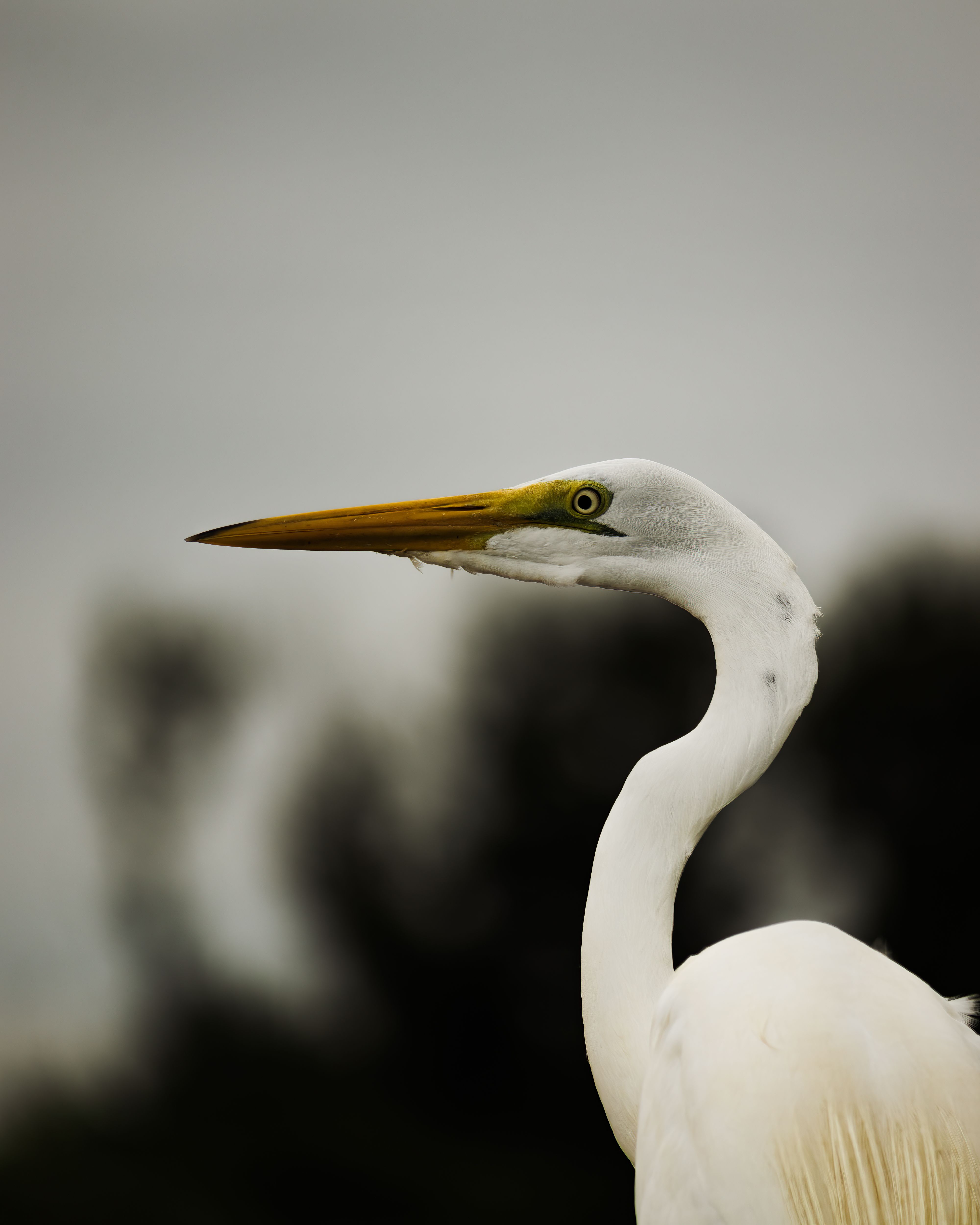 Close-Up Photo of Eastern Great Egret · Free Stock Photo