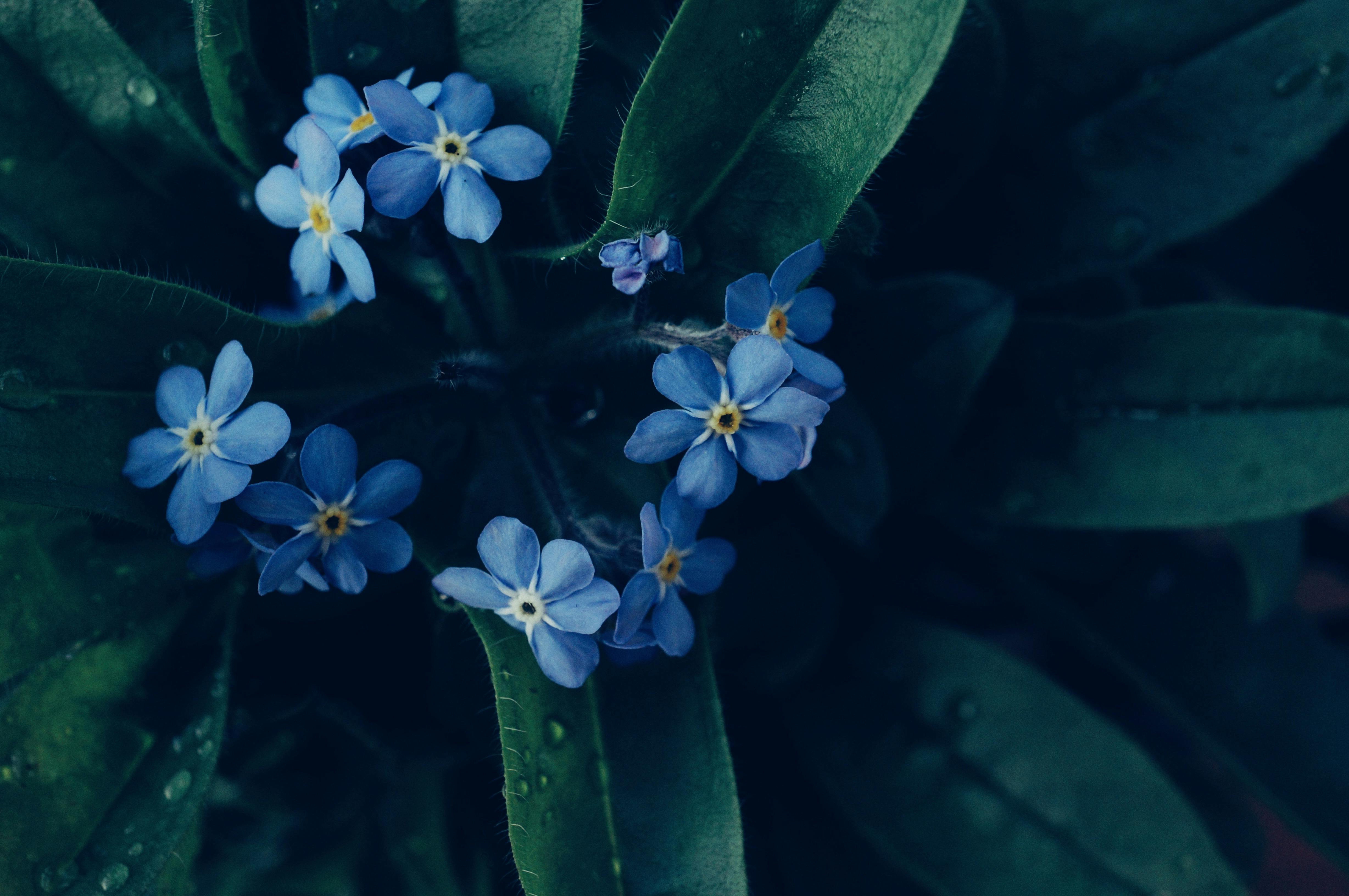 Close-Up Shot of Blooming Blue Flowers · Free Stock Photo