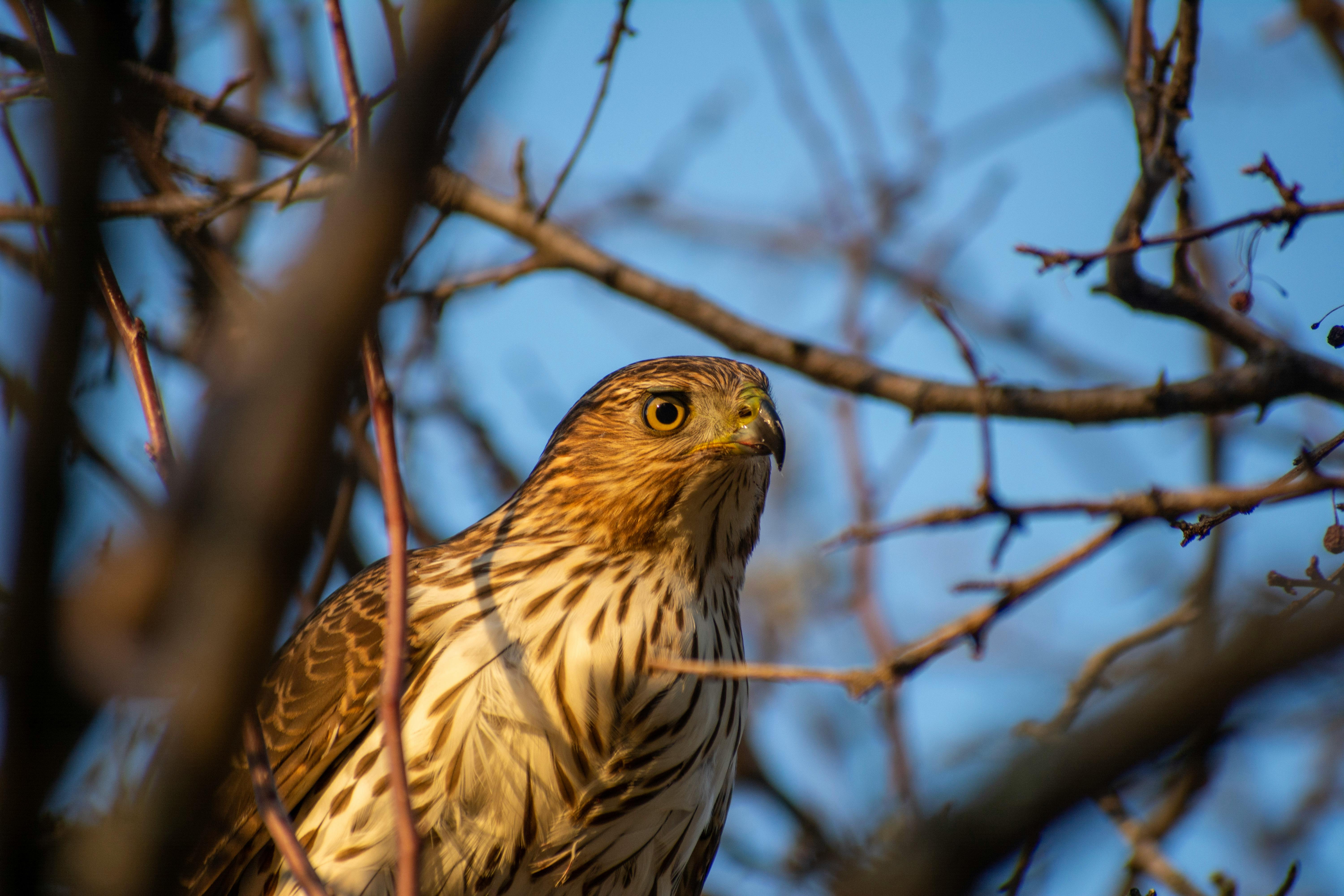 Close-up of a Hawk · Free Stock Photo