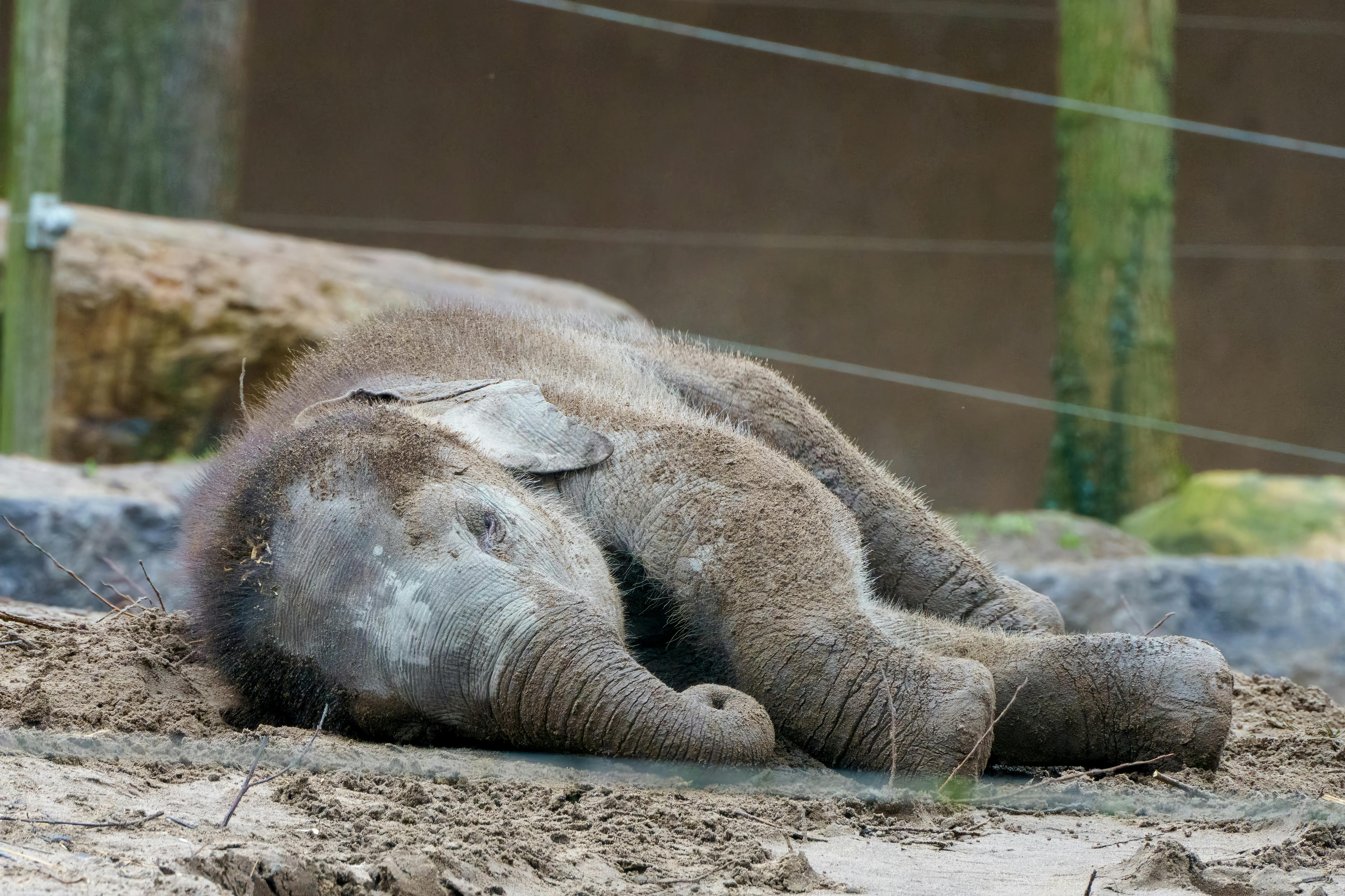 Photo of Baby Elephant Sleeping on the Ground · Free Stock Photo