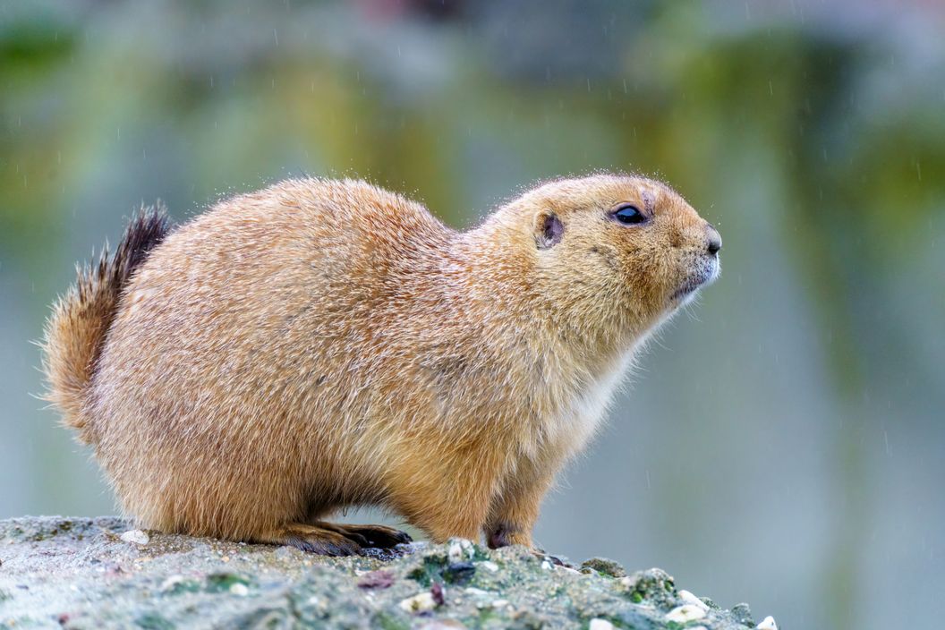 Microtus ochrogaster: A Simple Guide to the Prairie Vole