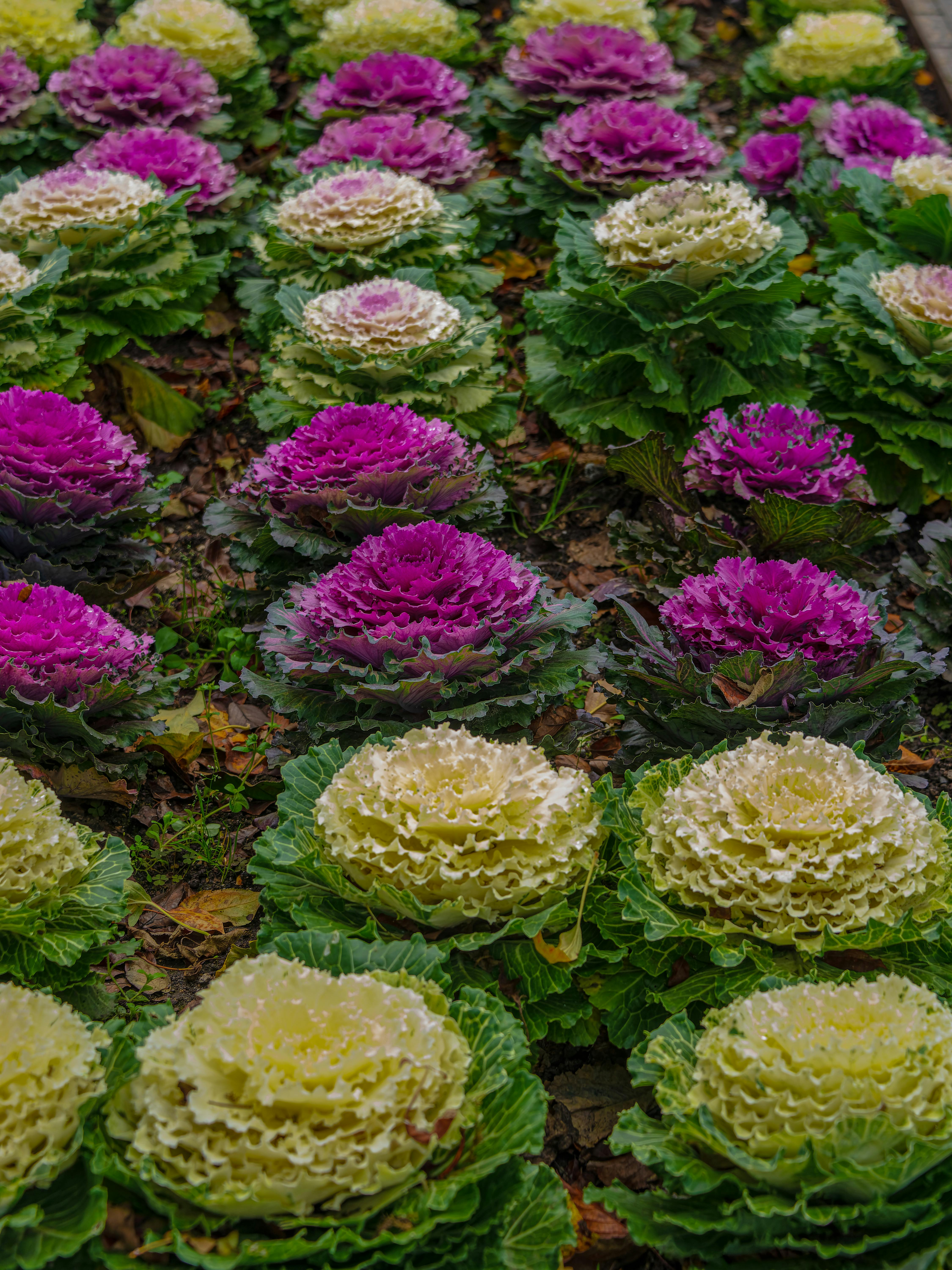 HD Photography Of Flowering Cabbage · Free Stock Photo