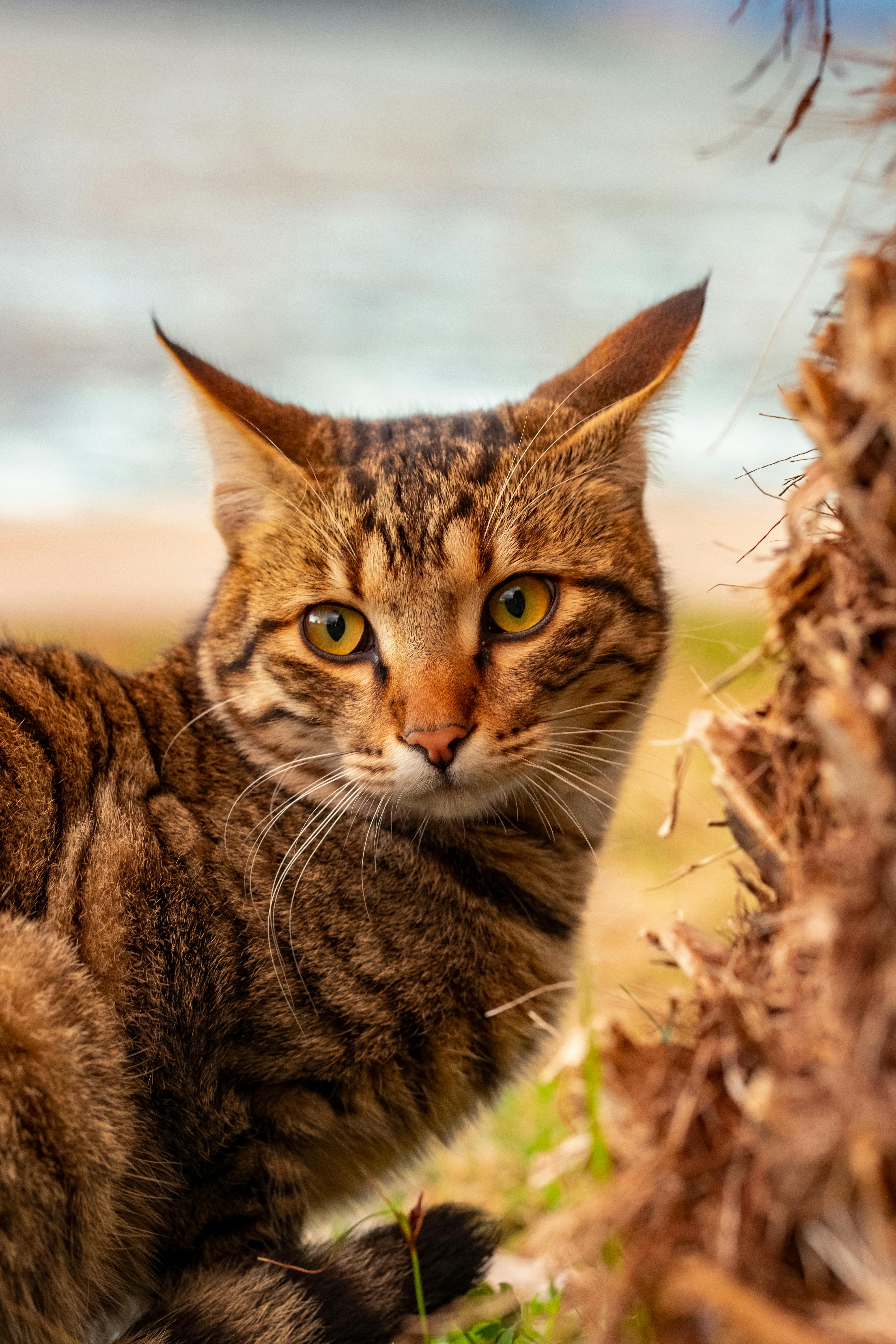 Close up of Cat Head · Free Stock Photo