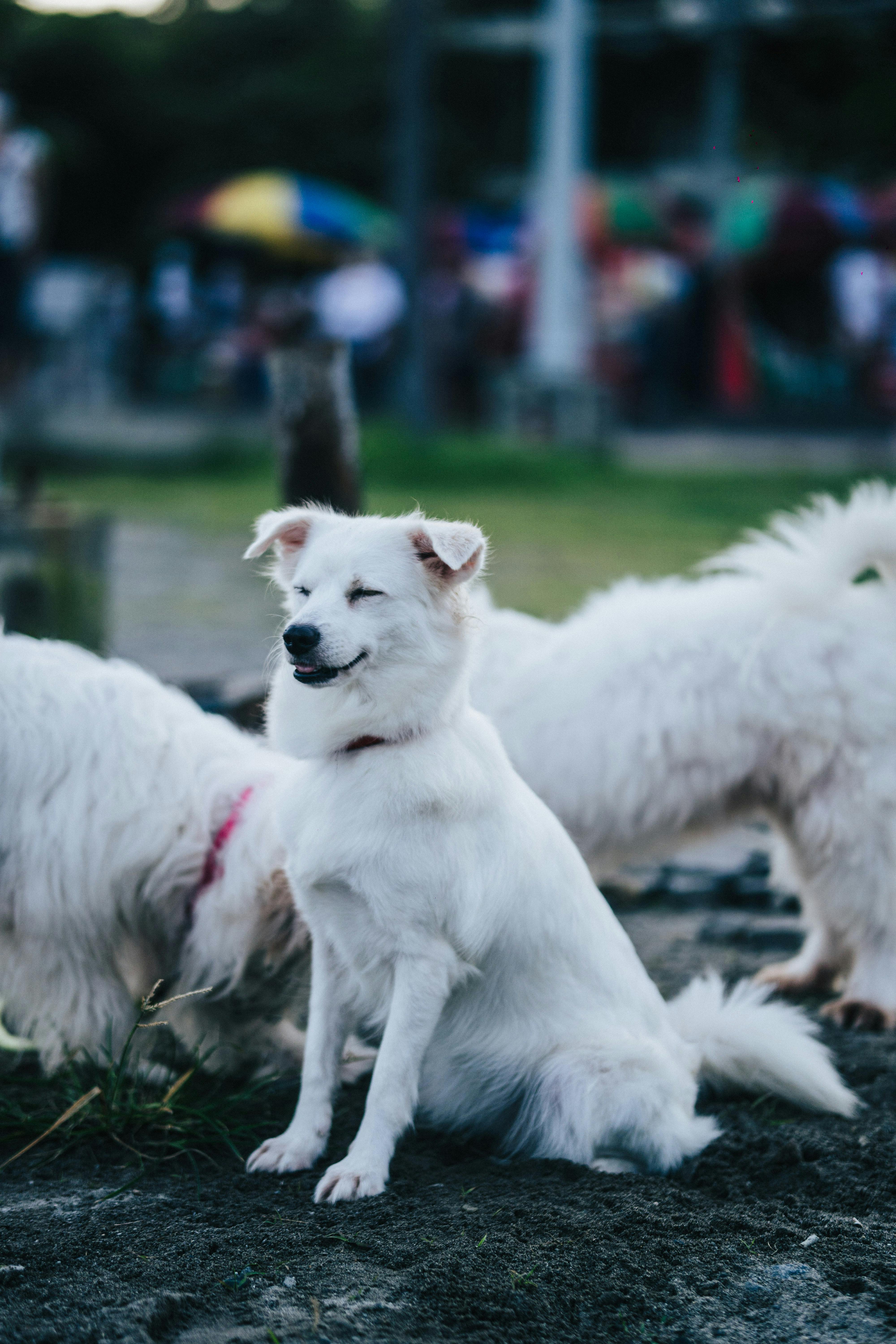 Alot Of Animals Together Photos, Download The BEST Free Alot Of Animals ...