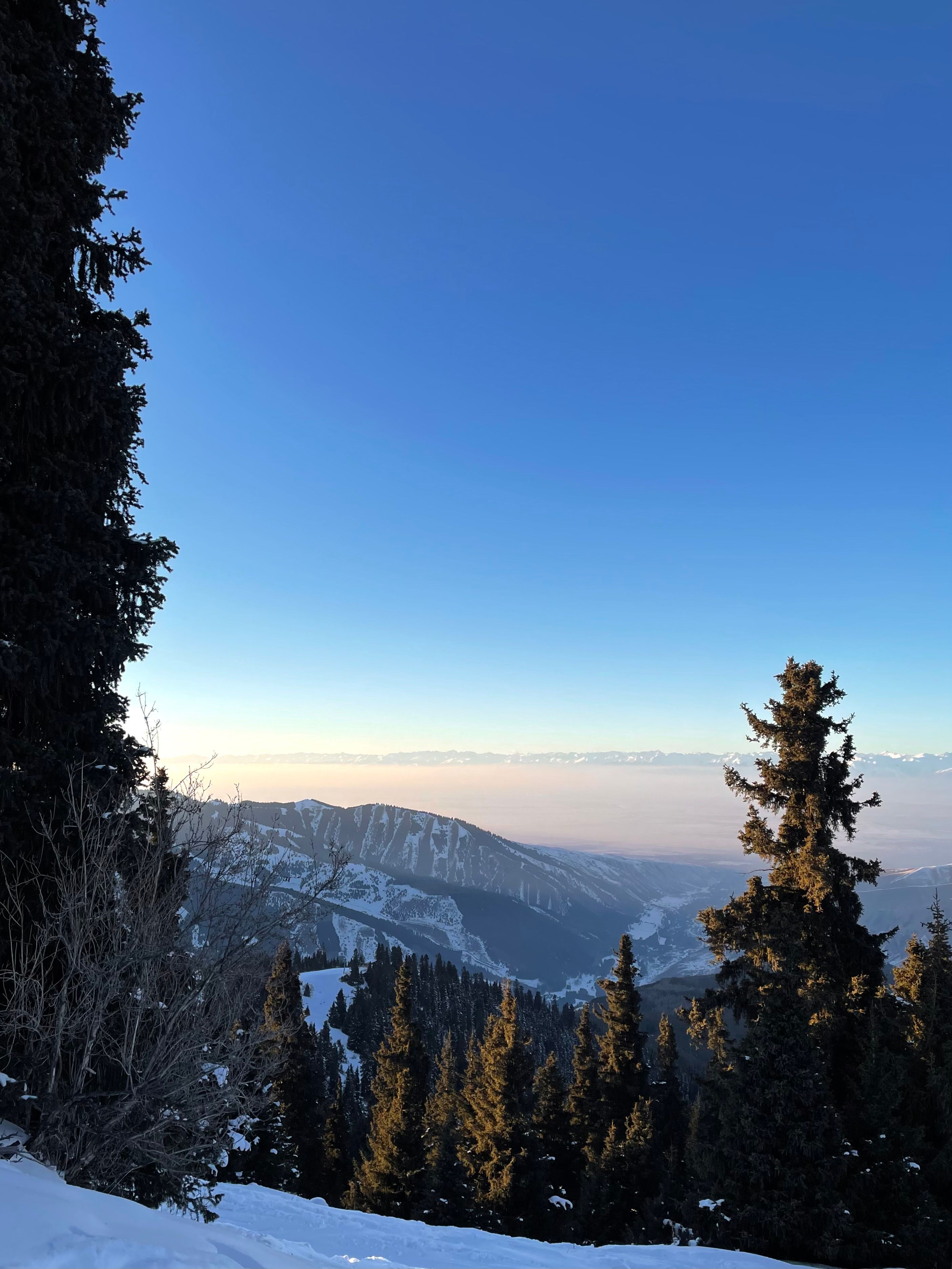 Evergreen Forest on Sunlit Hill in Winter · Free Stock Photo