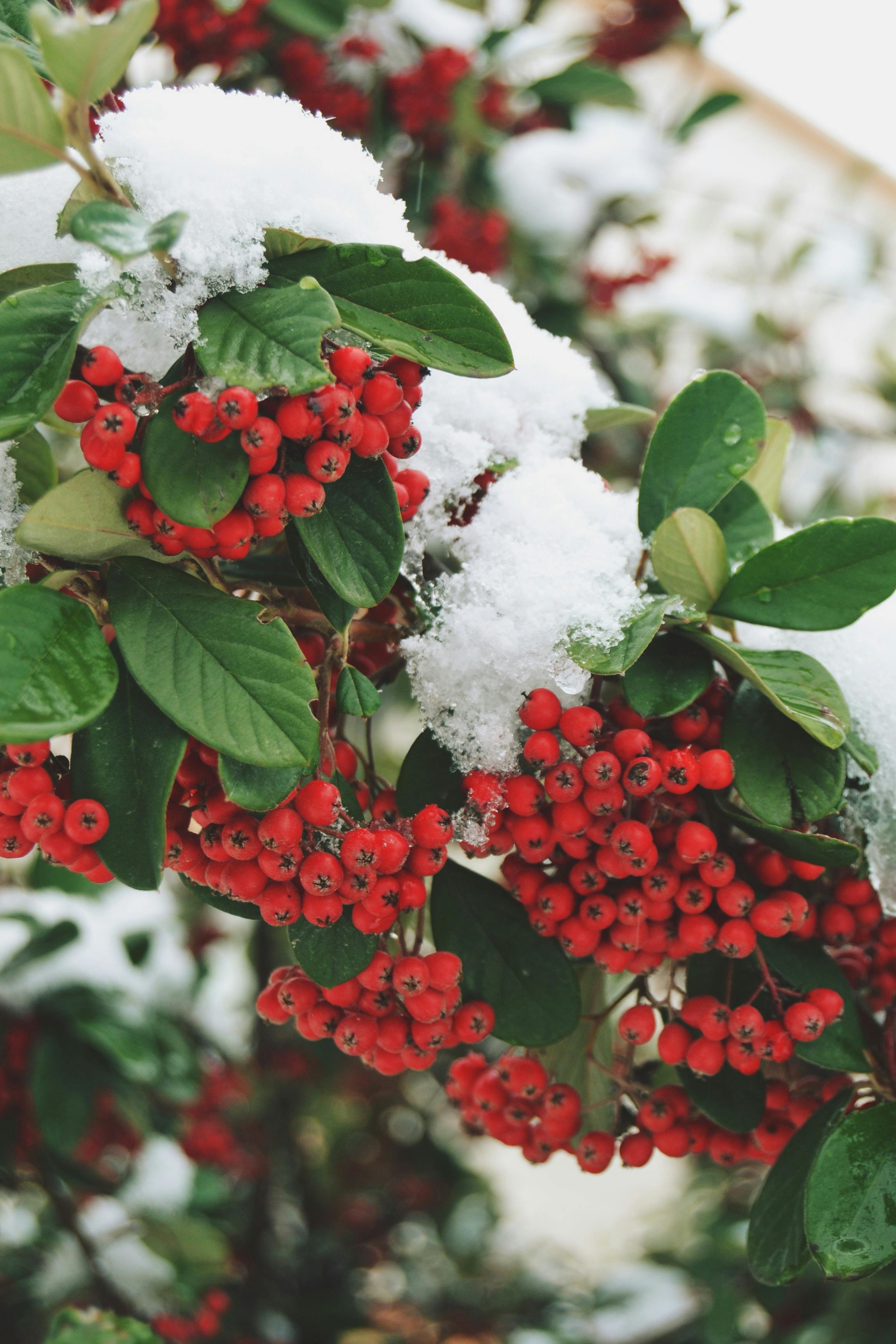 Nature Berries Photos, Download The BEST Free Nature Berries Stock ...