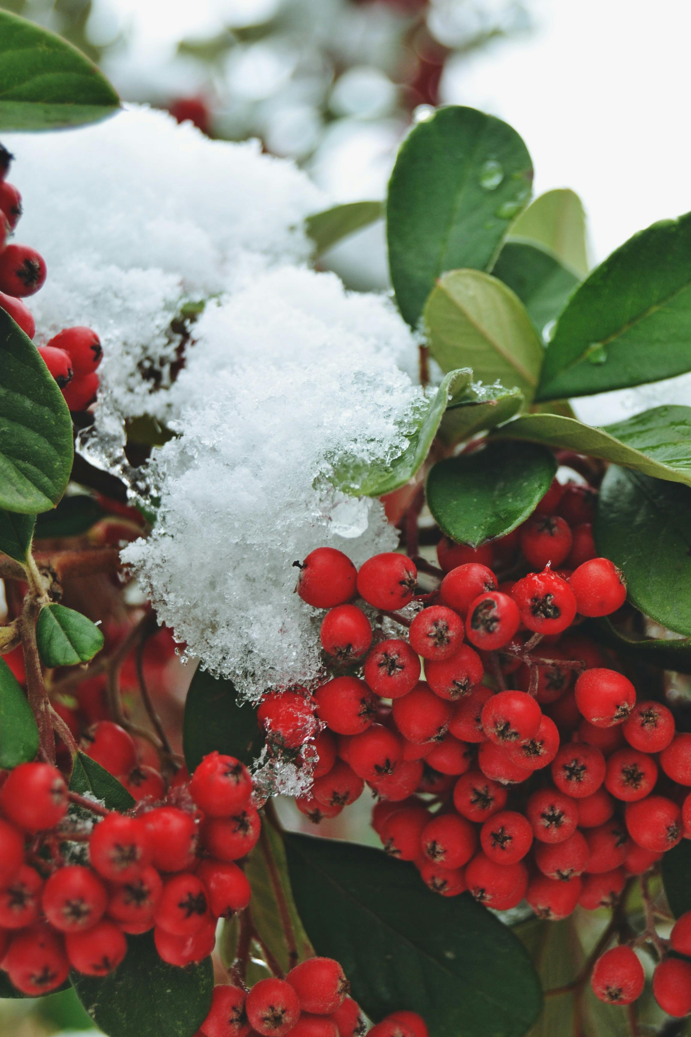 Nature Berries Photos, Download The BEST Free Nature Berries Stock ...