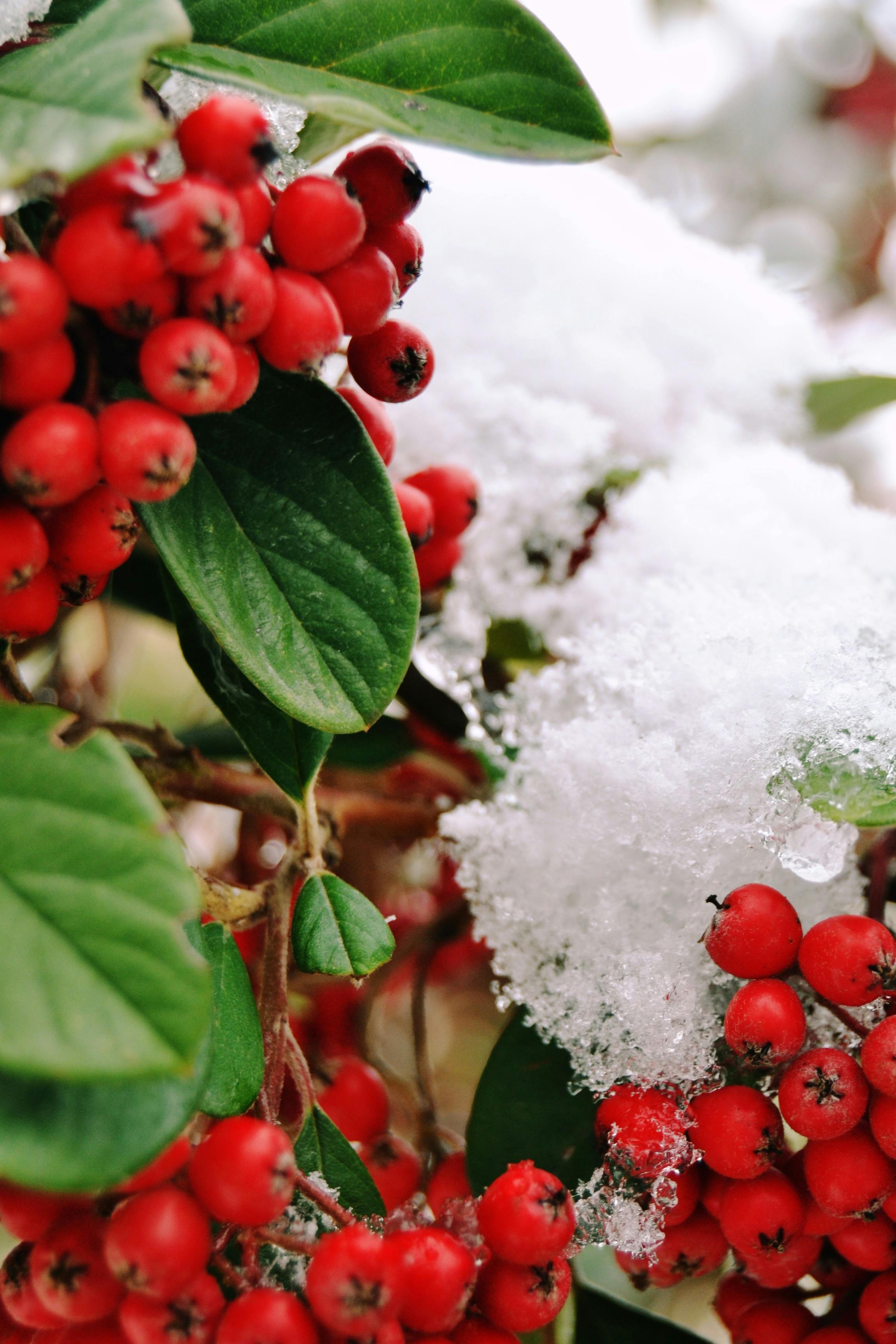 Close up of Red Berries in Winter · Free Stock Photo