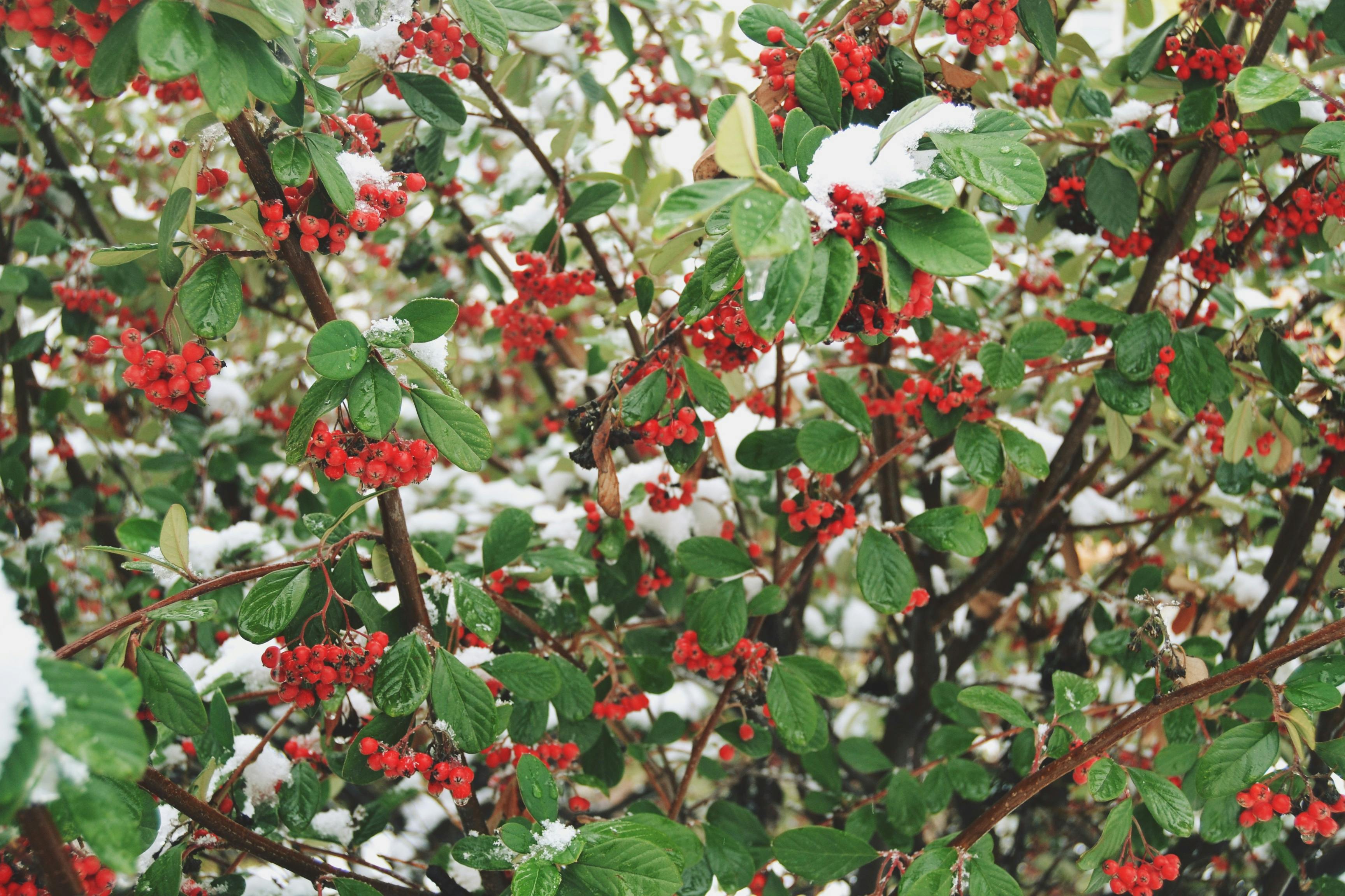 Close-Up View of Branches With Red Berries · Free Stock Photo