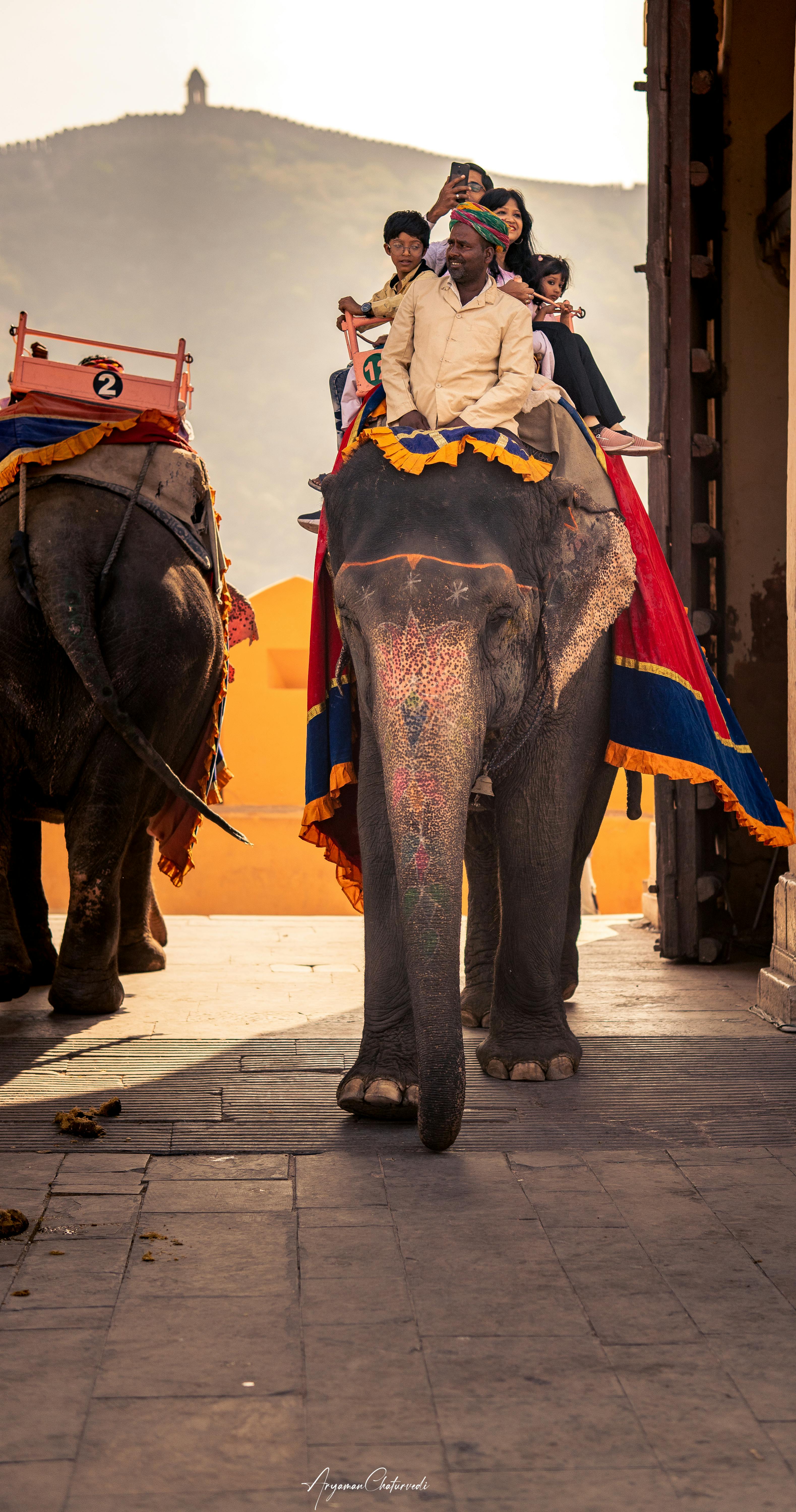 People Riding Elephant · Free Stock Photo