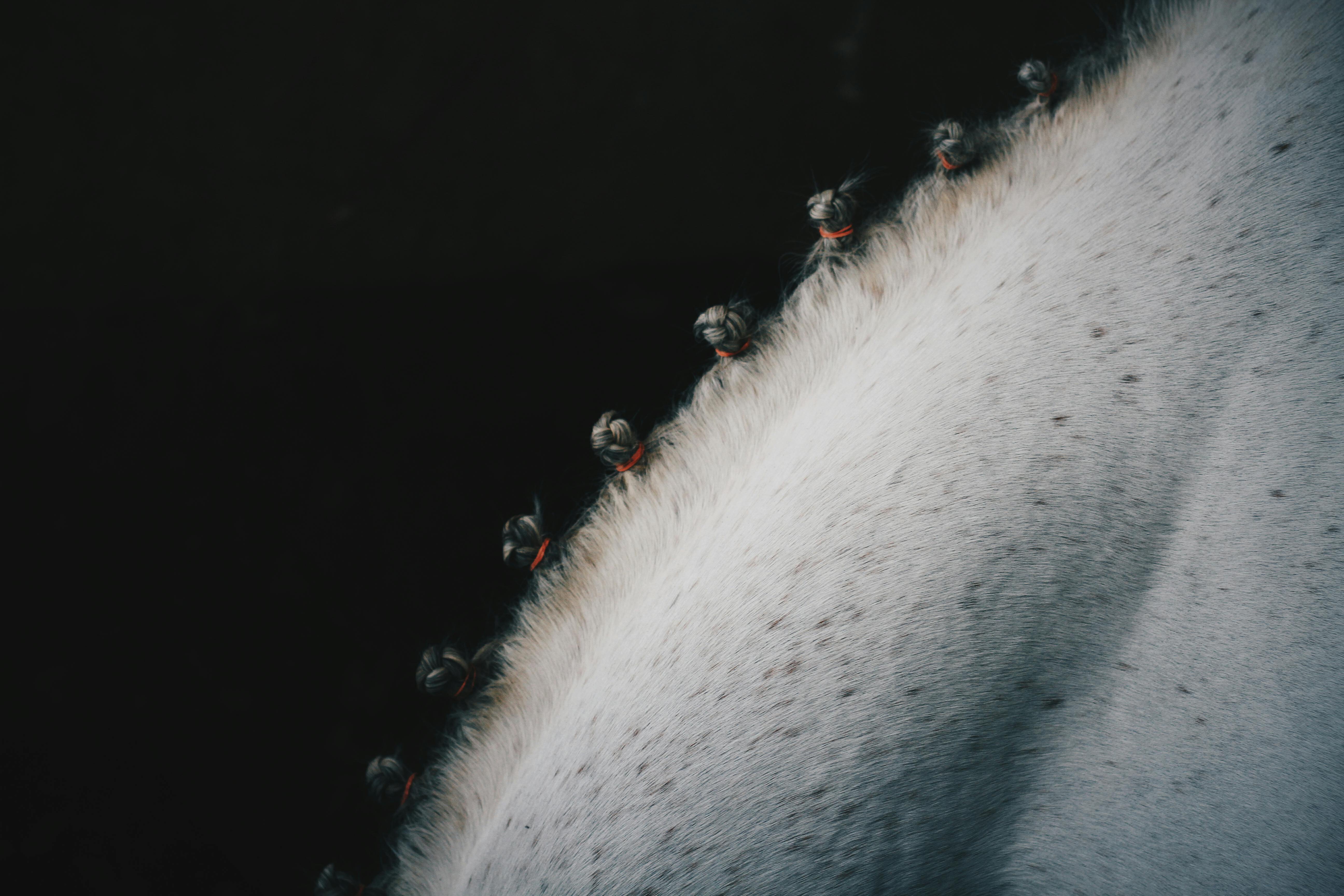 Tails Texture Photos, Download The BEST Free Tails Texture Stock Photos ...